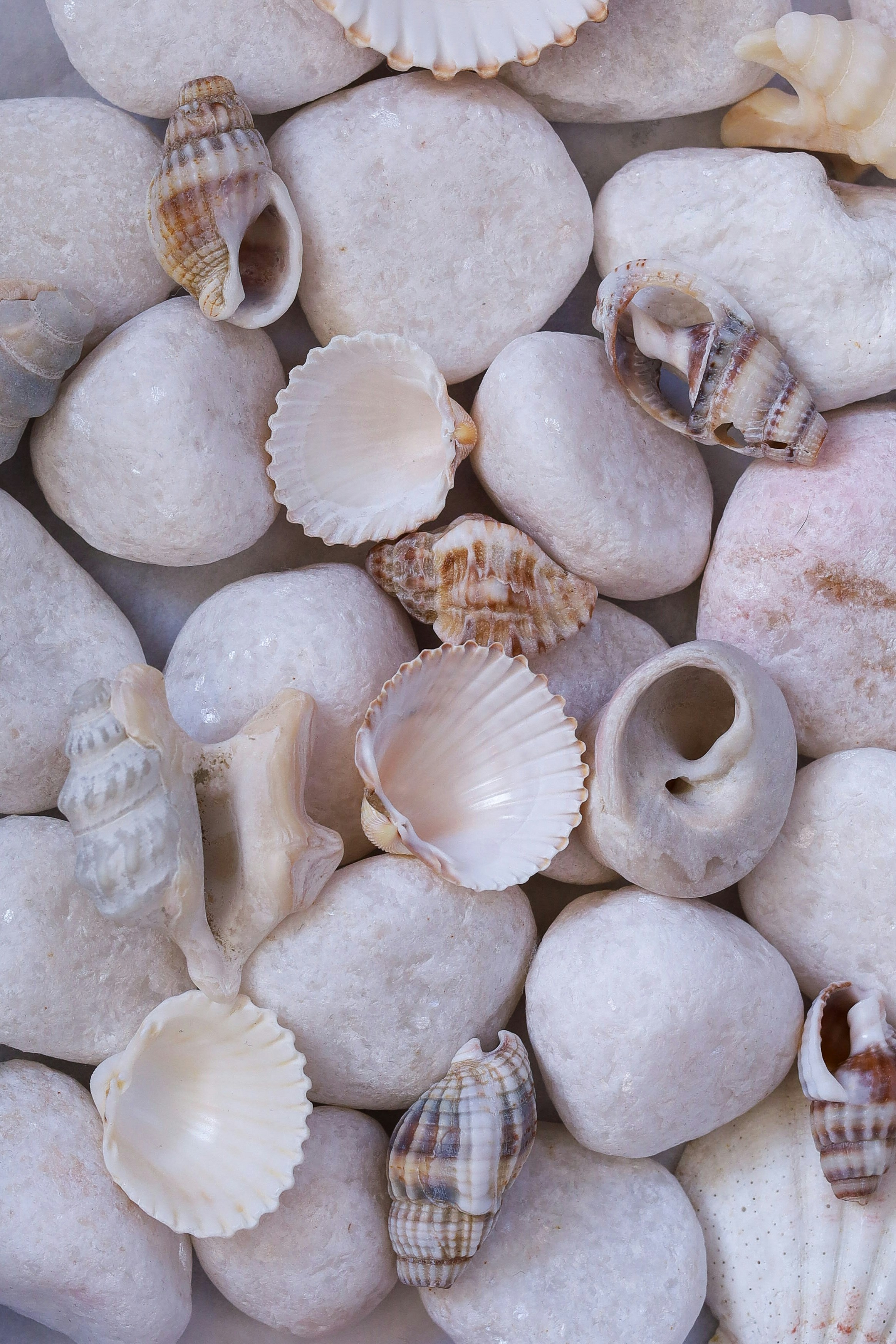 Pebble Beach Still Life: Seashells Nestled Among Smooth White Stones