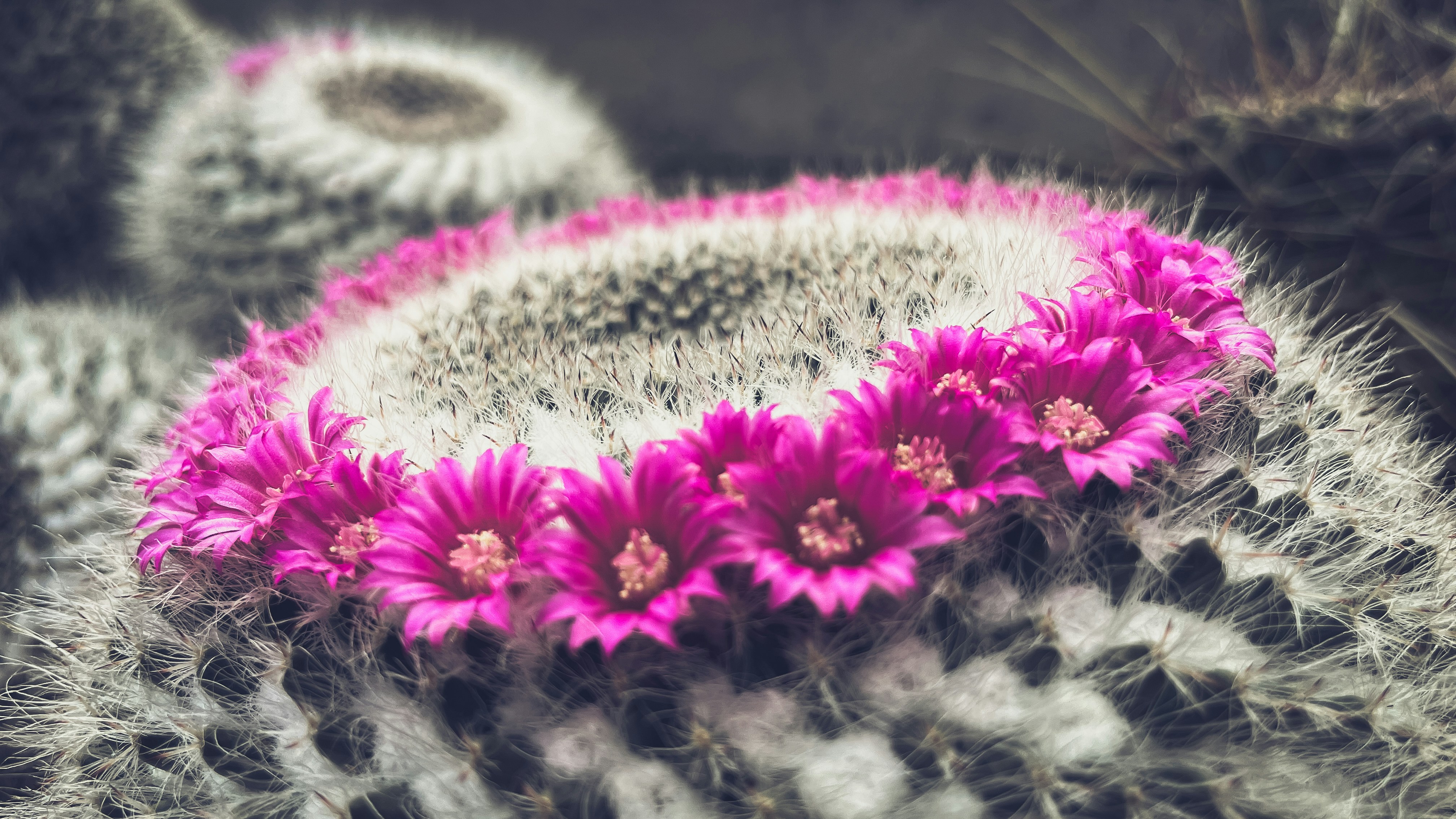 Pink Crown on a Prickly Giant