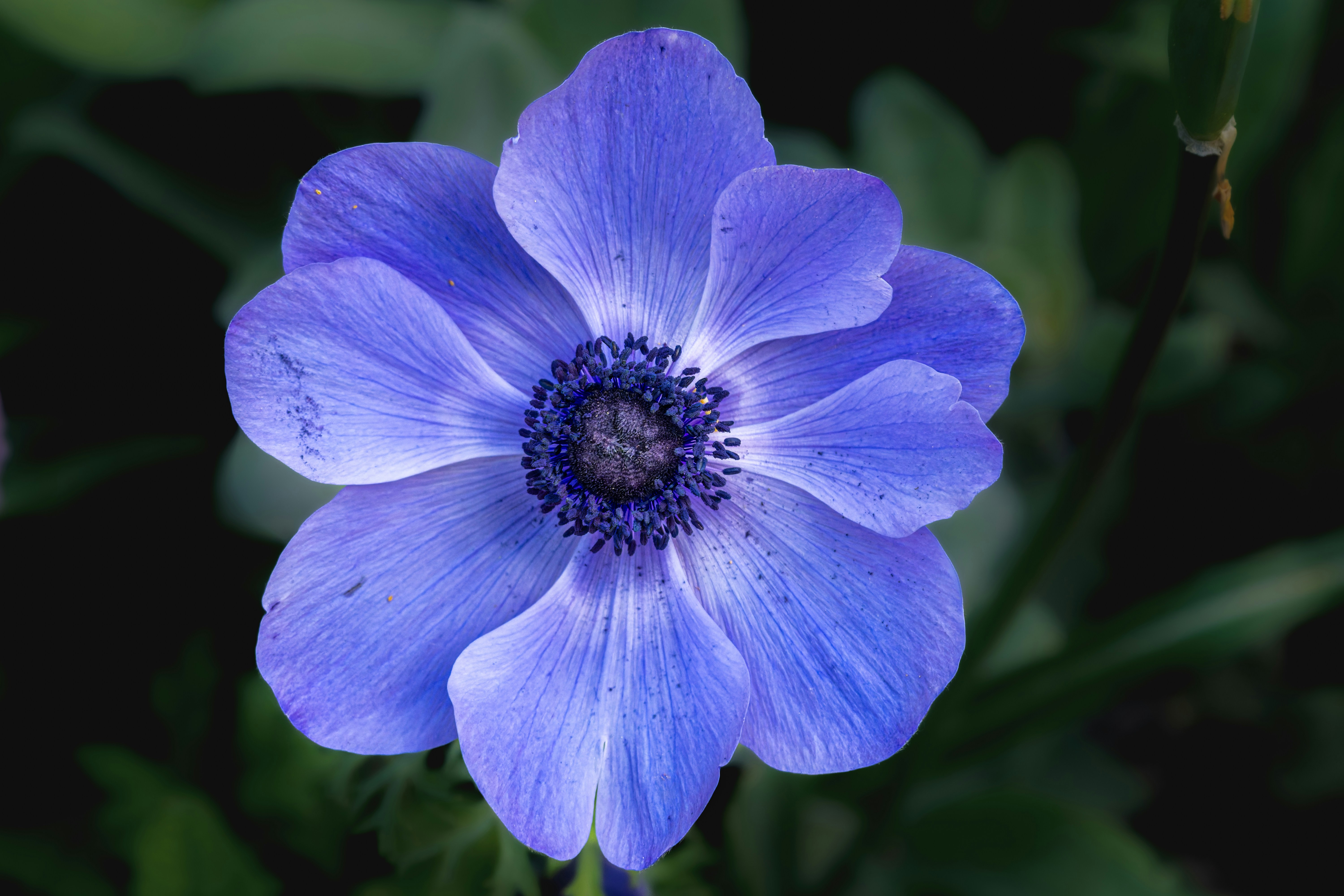 Azure Anemone: A Blue Anemone Bloom with Dark Center