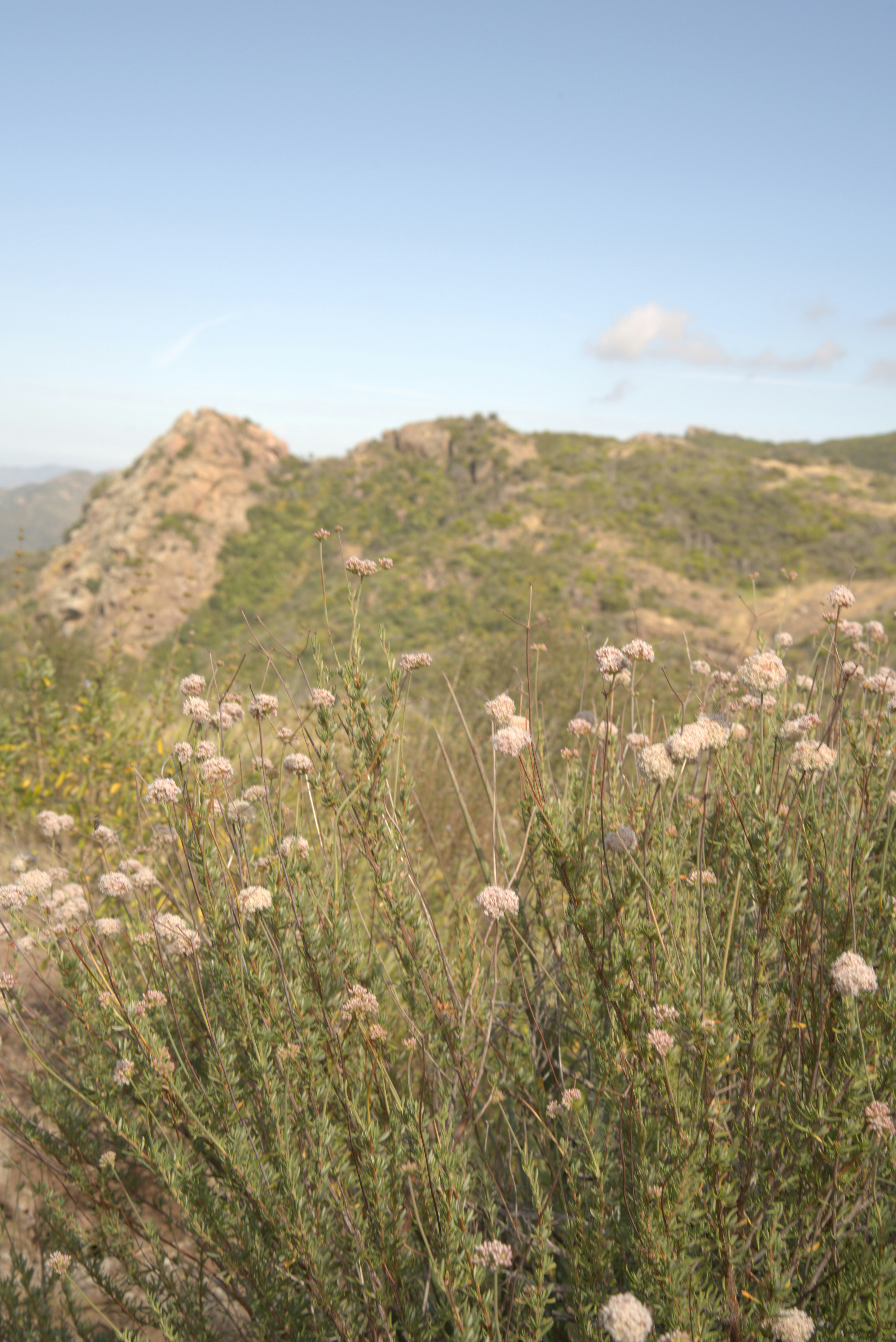 Field of Seeded Velvet: Distant Hills Behind White Tufts