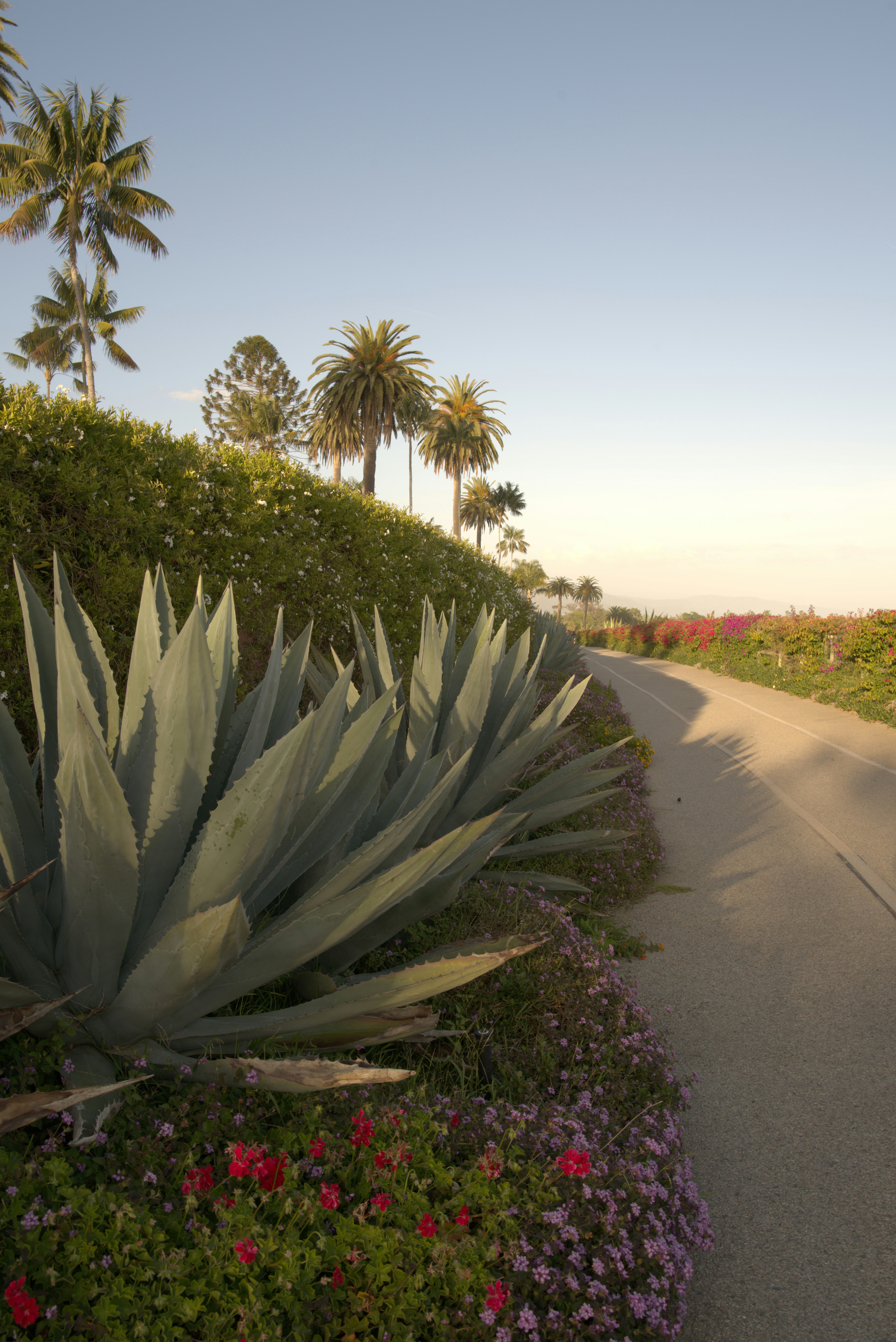 Sunlit Path Through a Garden of Spiky Succulents