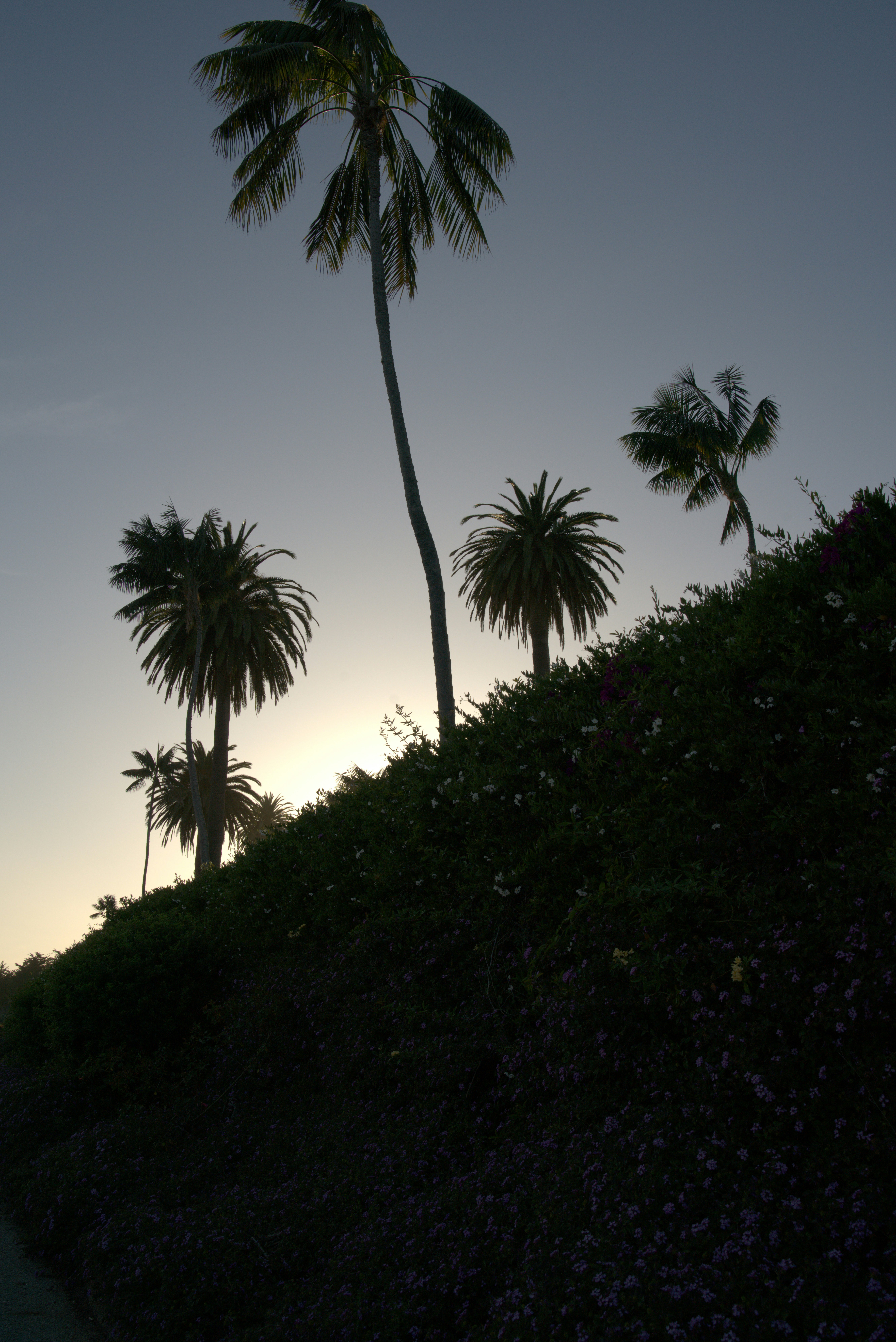 Evening Silence Under Tall Palms