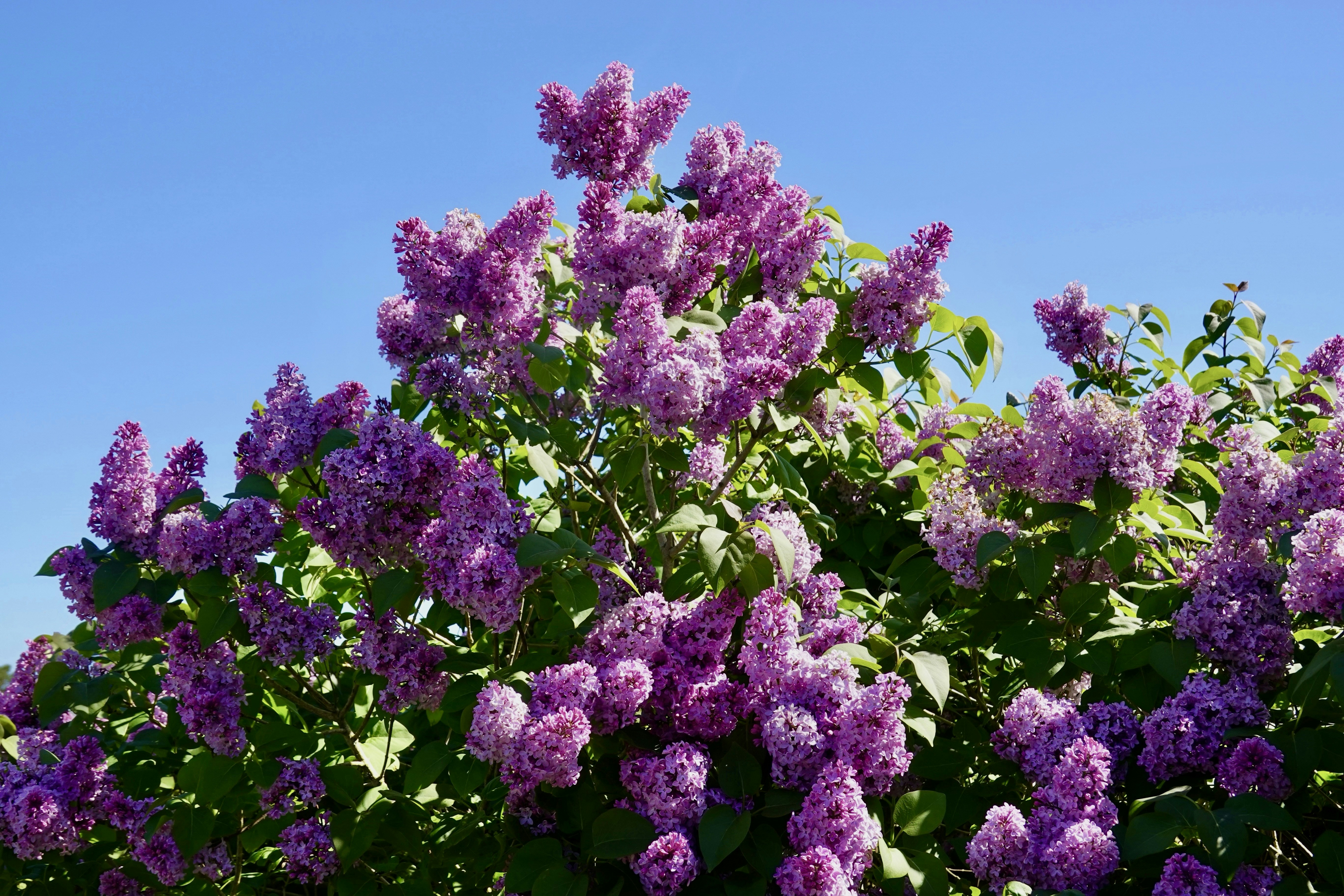 Lilac Bloom Under Clear Sky