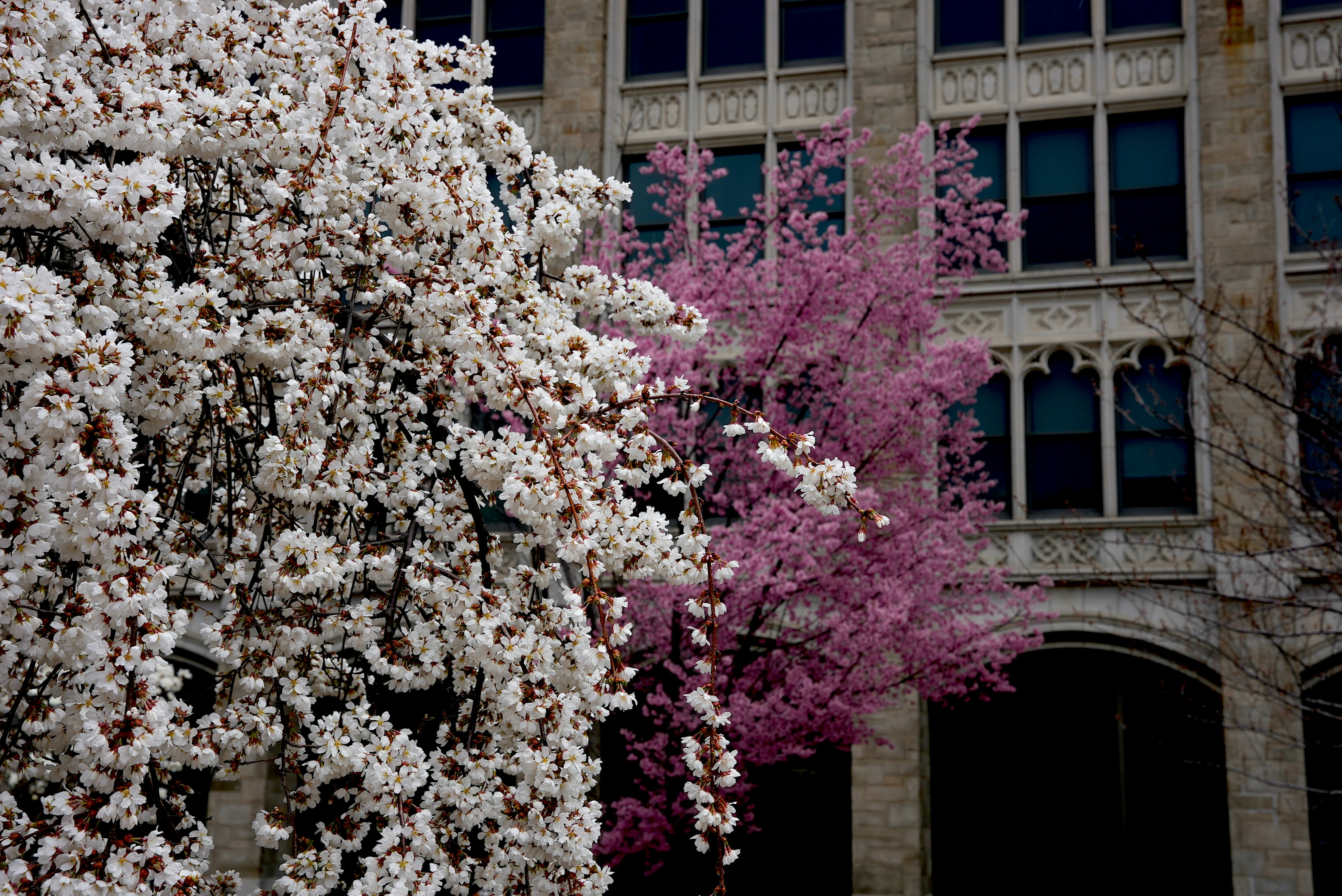 Blossoms Against a Historic Facade