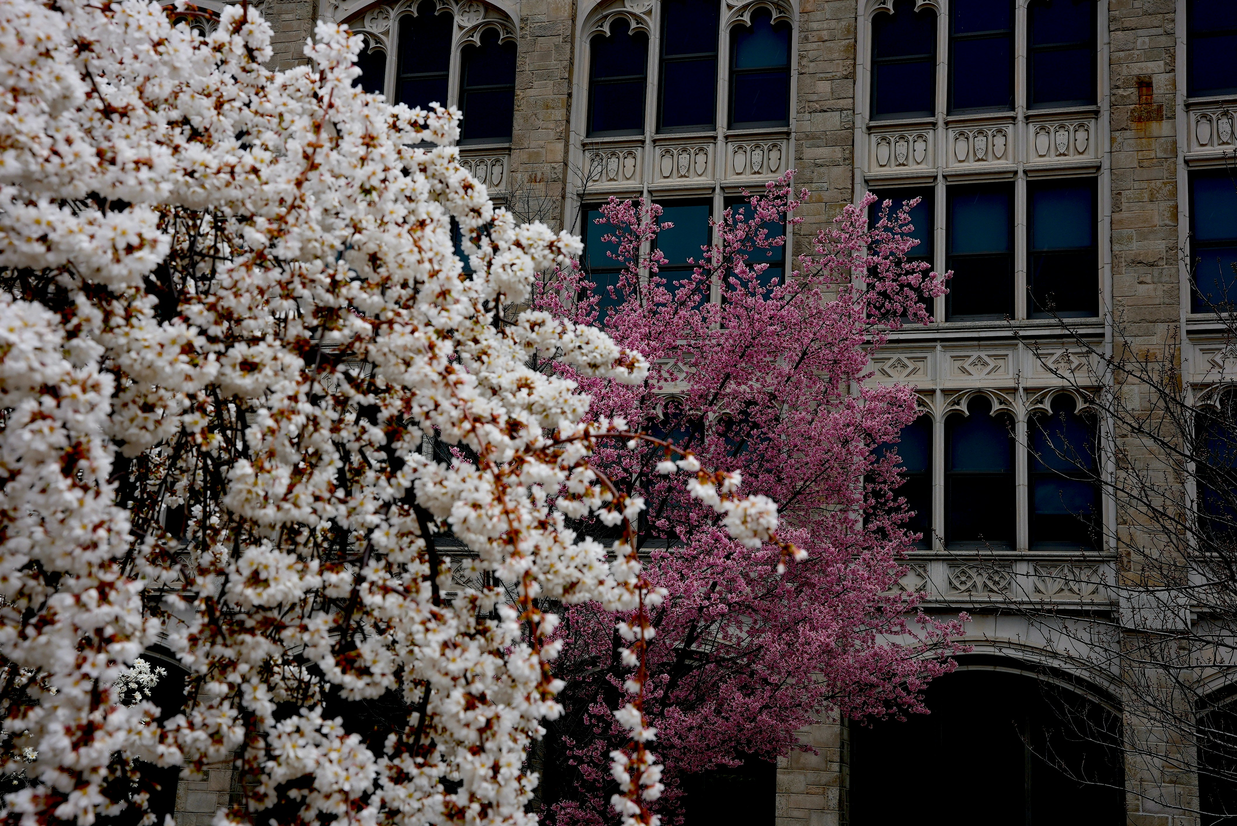 Blossoms Against a Gothic Facade