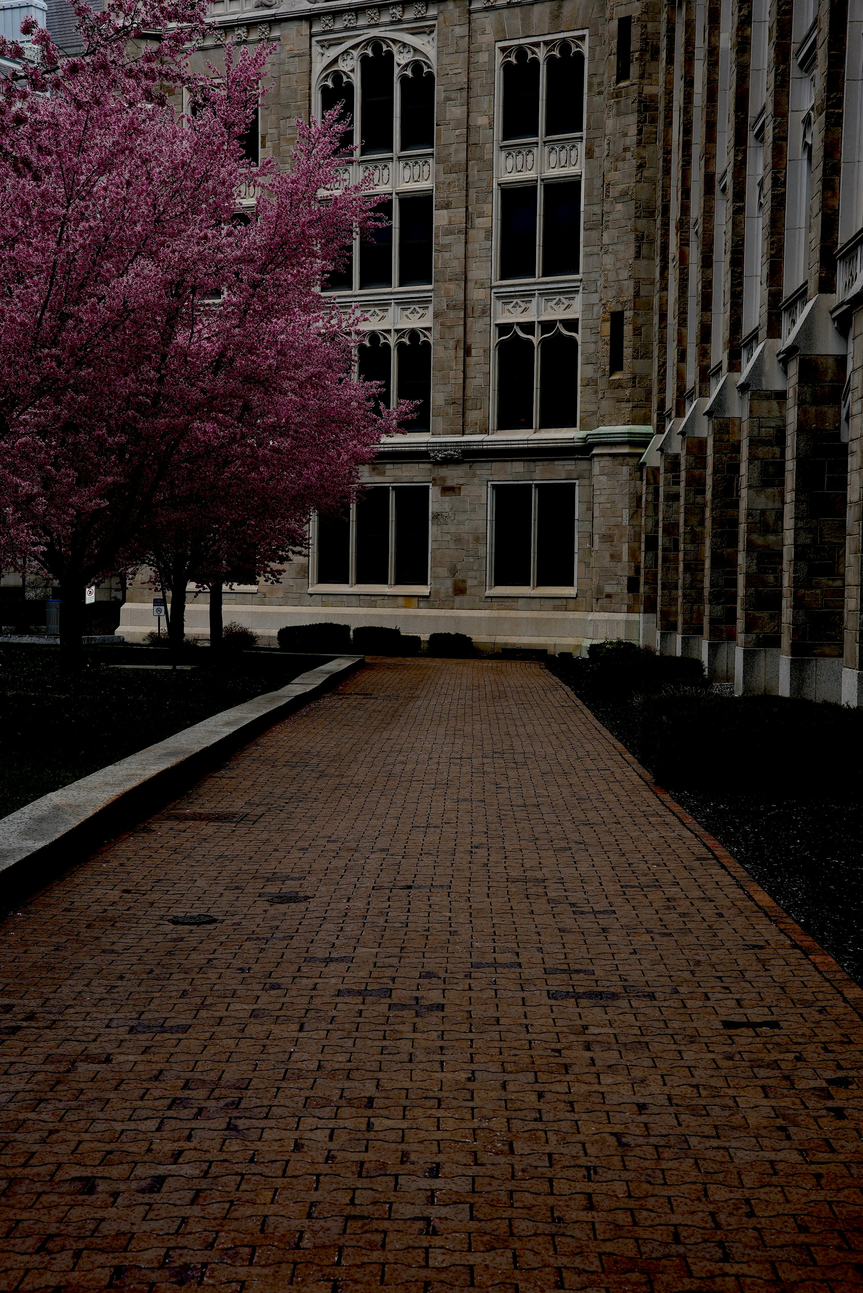 Crimson Springtree Framed by Gothic Facade
