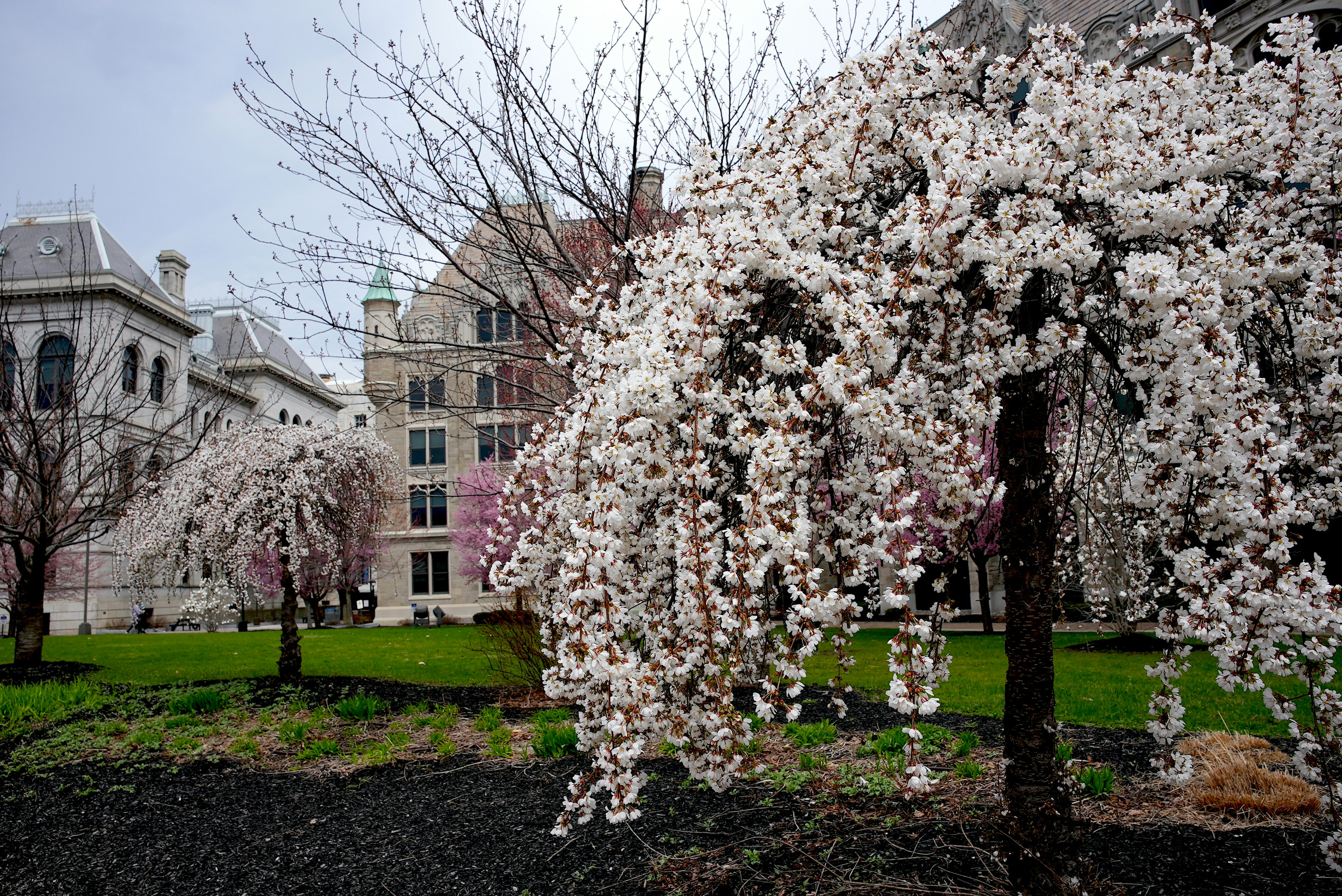 Whispering Blossoms Over a Historic Campus Lawn