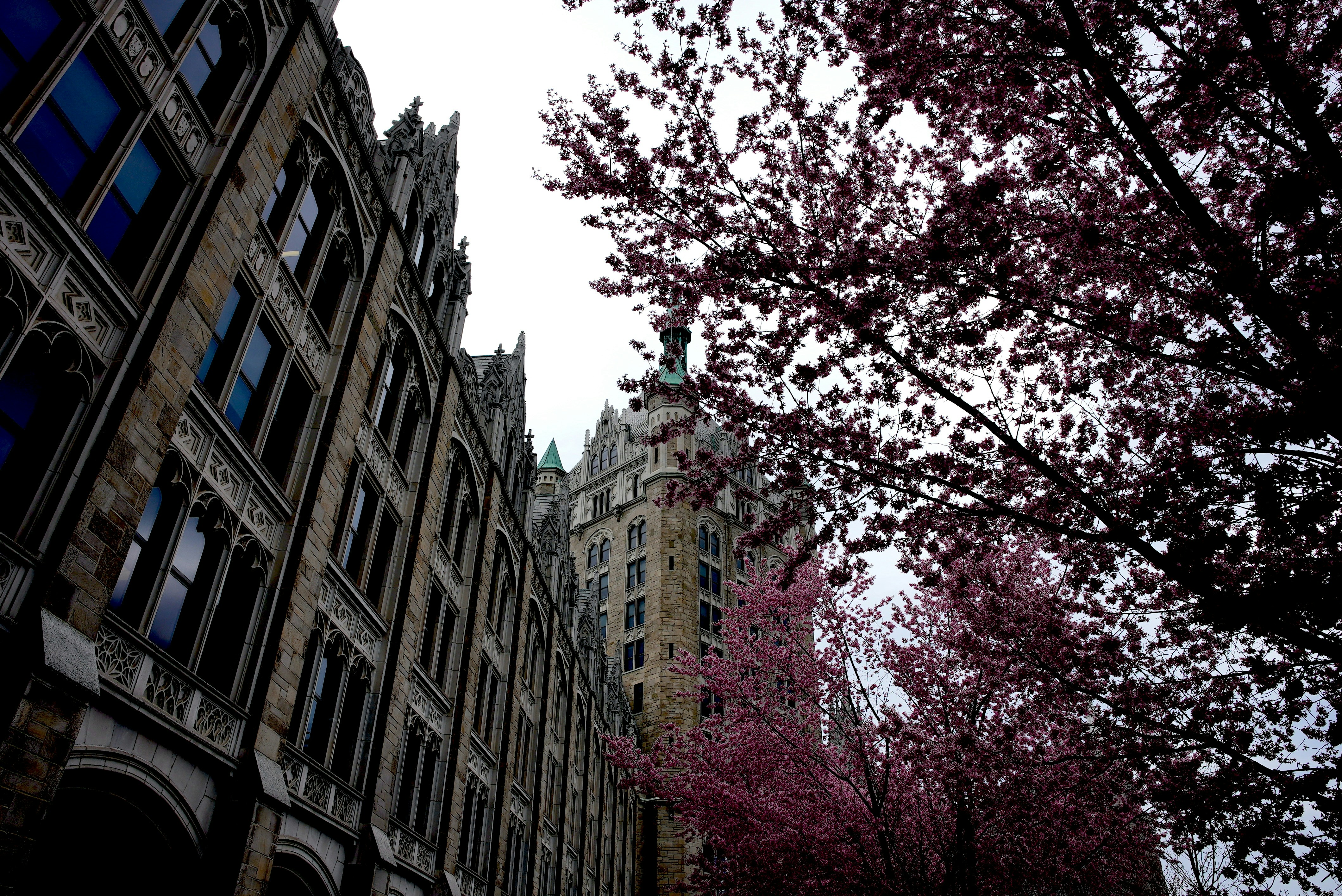 Gothic Facades and Blossoms Under a Narrow City Sky