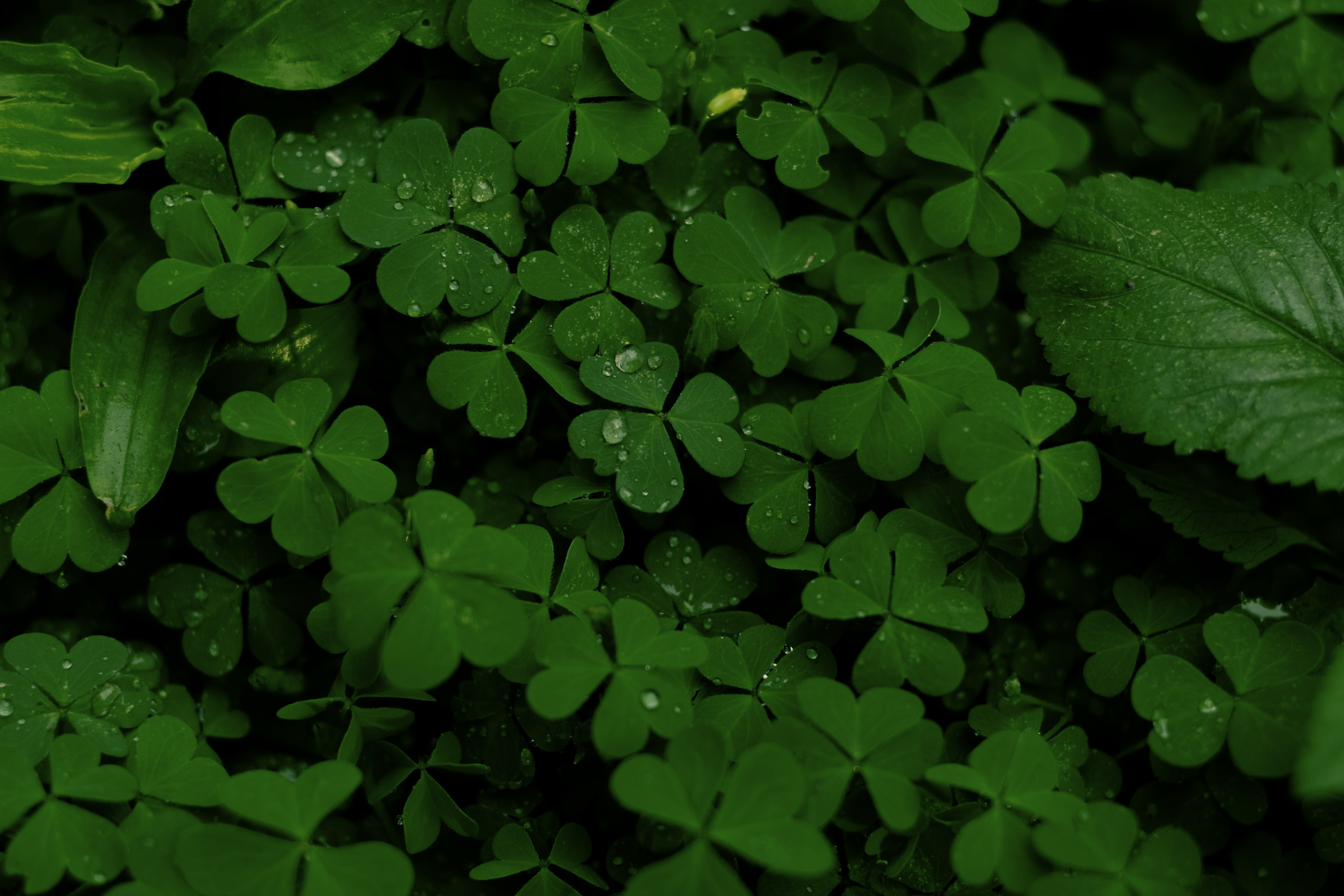 Verdant Clover Canopy: A Close-Up of Emerald Leaves