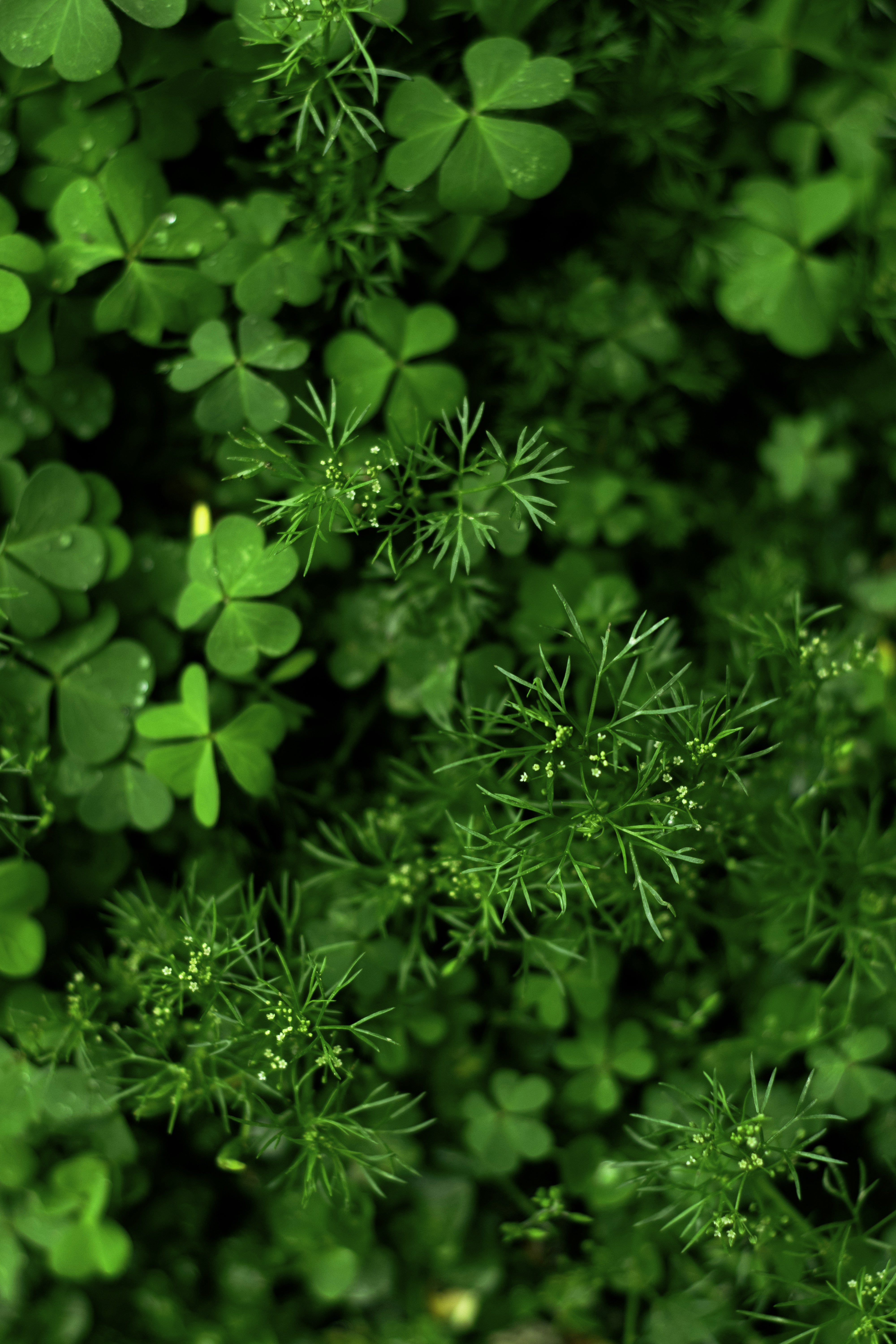 Emerald Meadow: Delicate Ferns Interwoven with Clover in Sunlit Understory