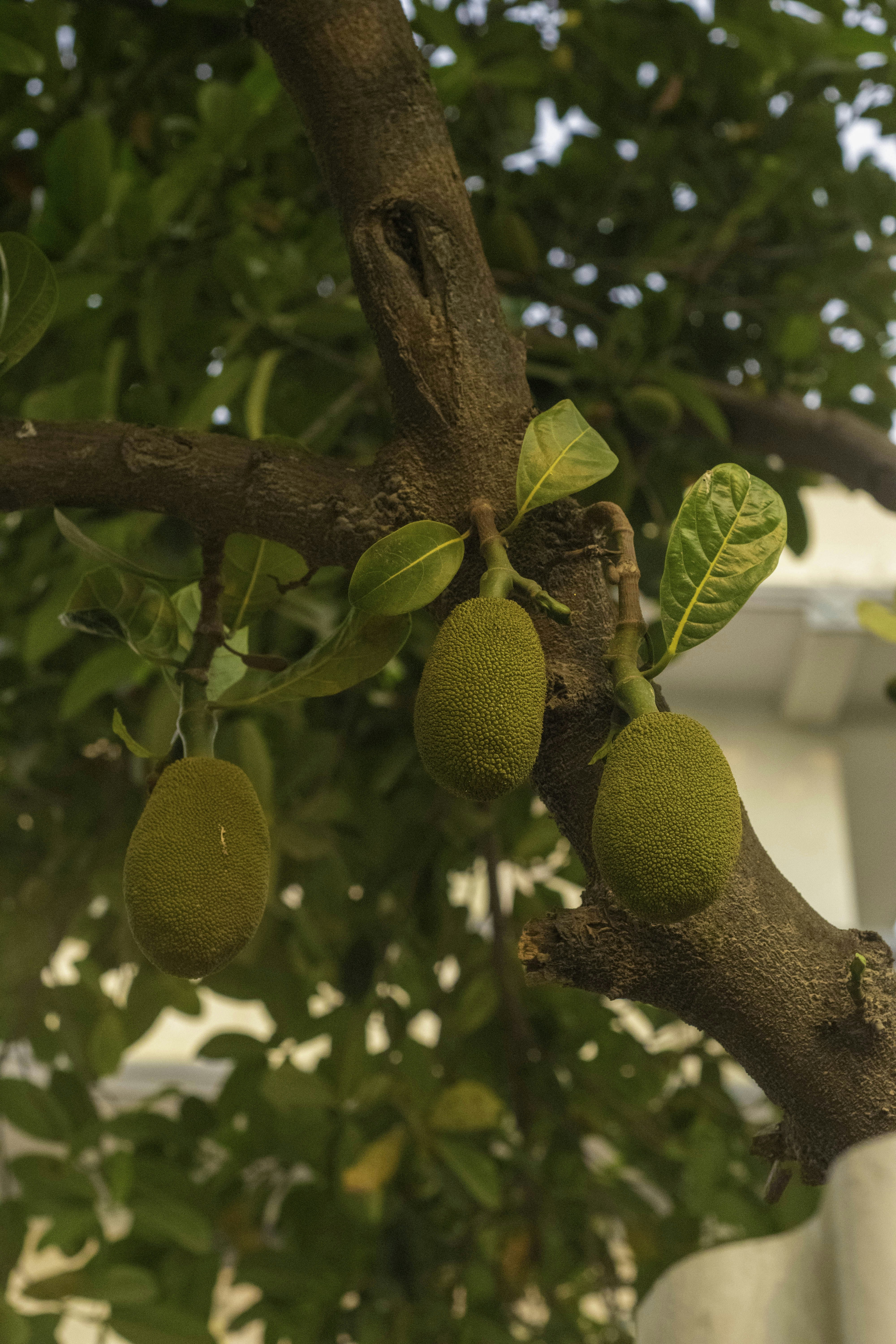 Fruitful Branch: Four Oranges Waiting to Ripen Amid Green Foliage