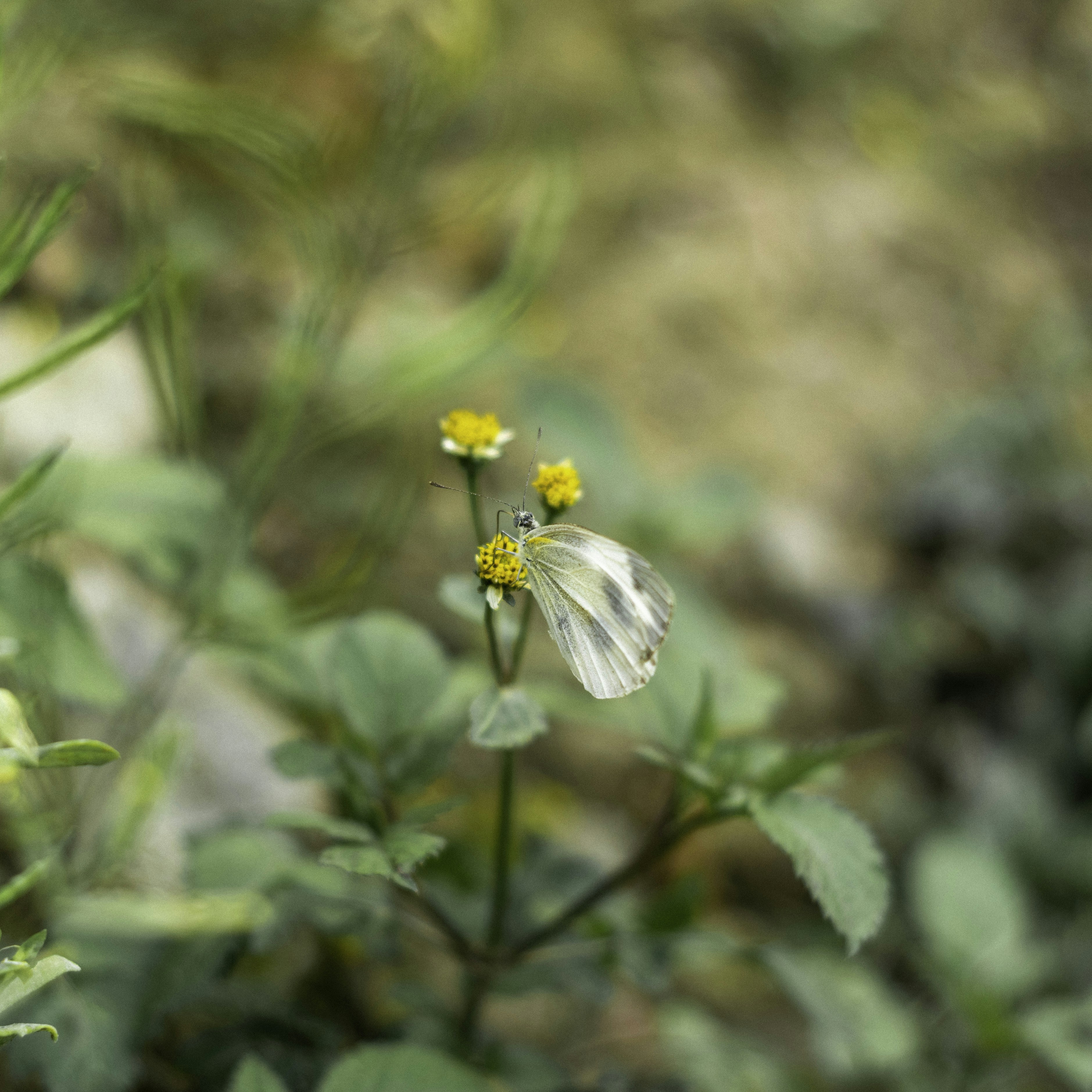 Tender Butterfly on a Sunny Wildflower