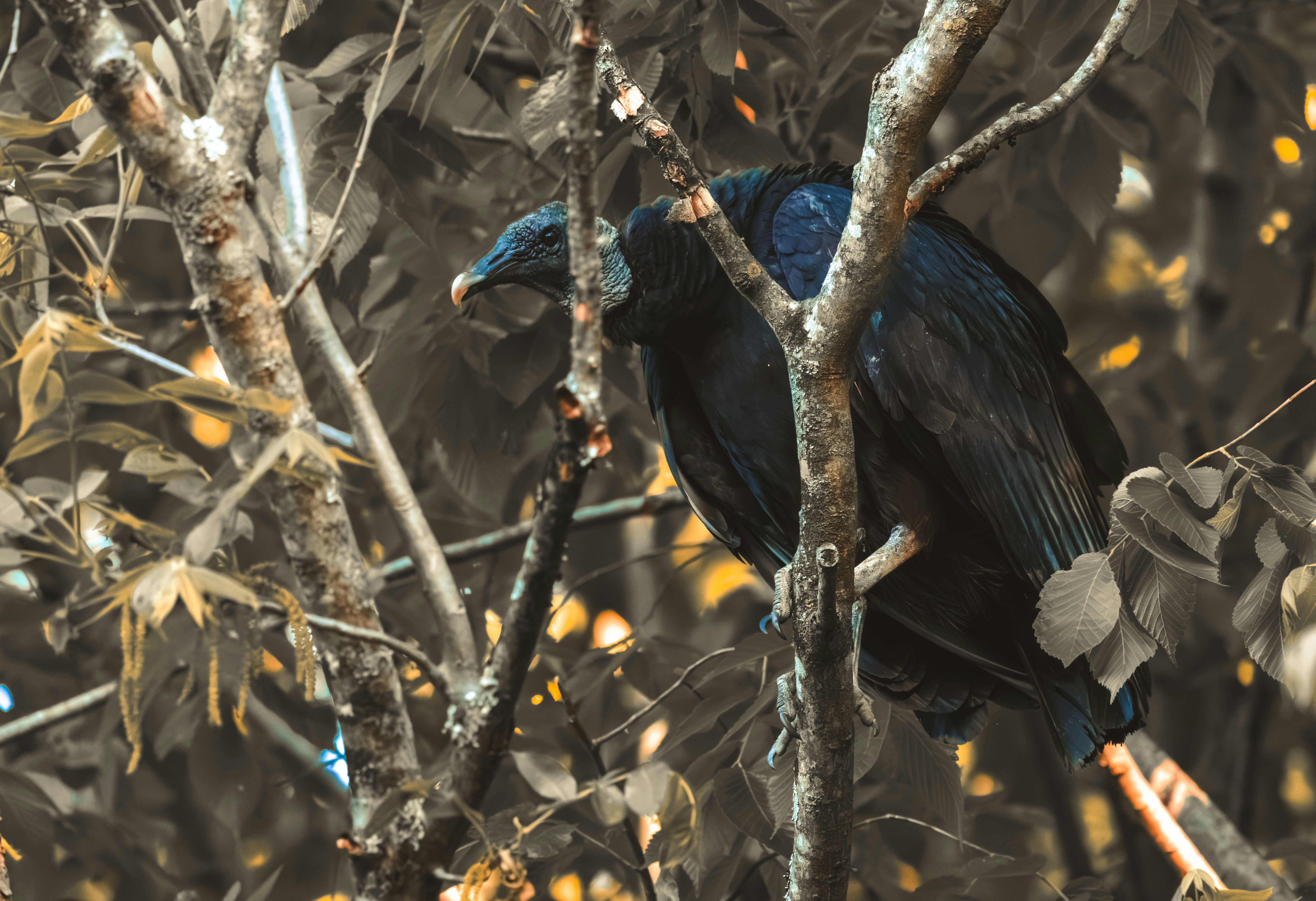 Blue-tinged Crow Perched Among Autumn Ribbons
