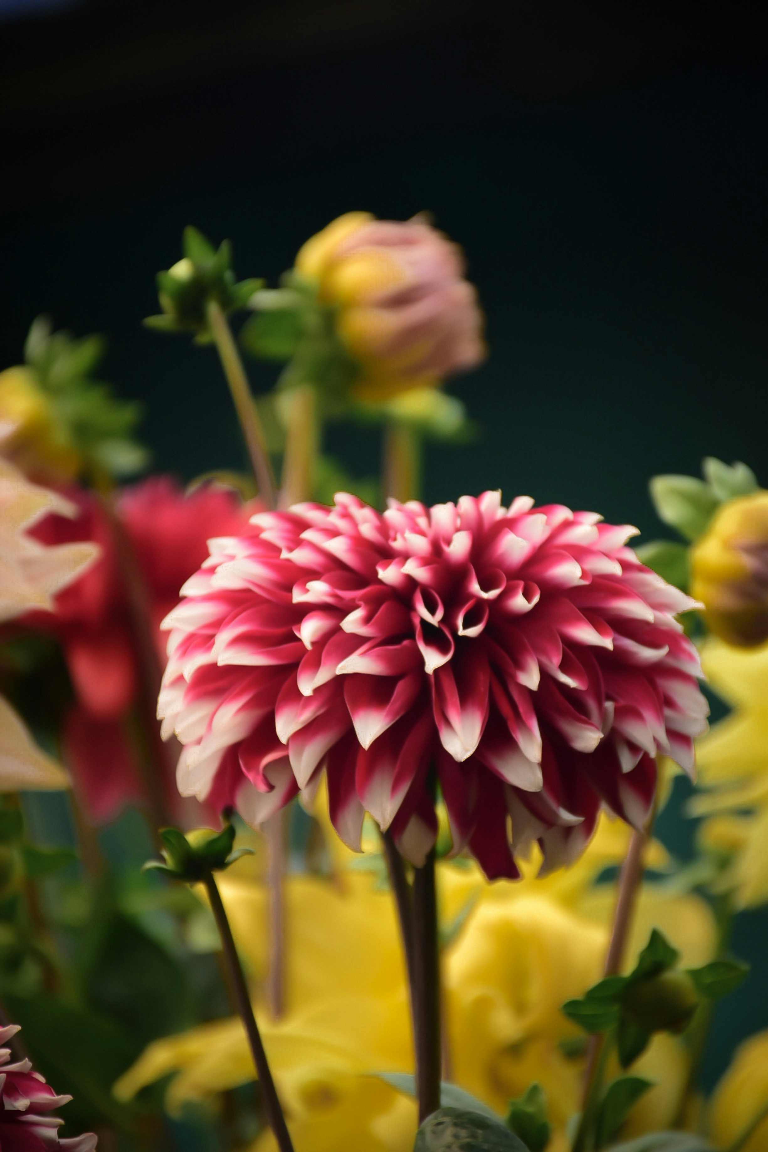 Crimson Dahlia Amid a Burst of Spring