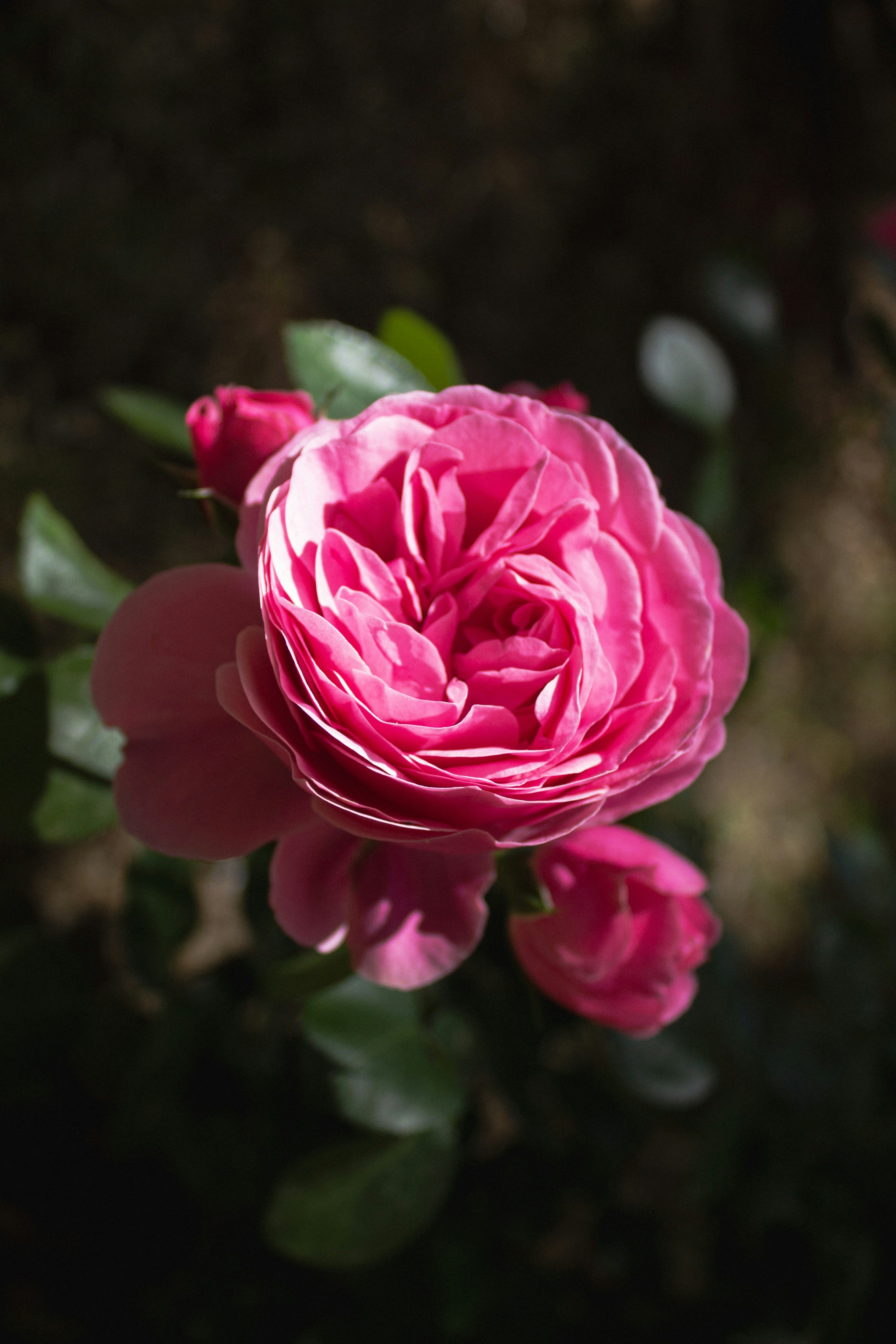 Pink Rose in Soft Focus Spotlight