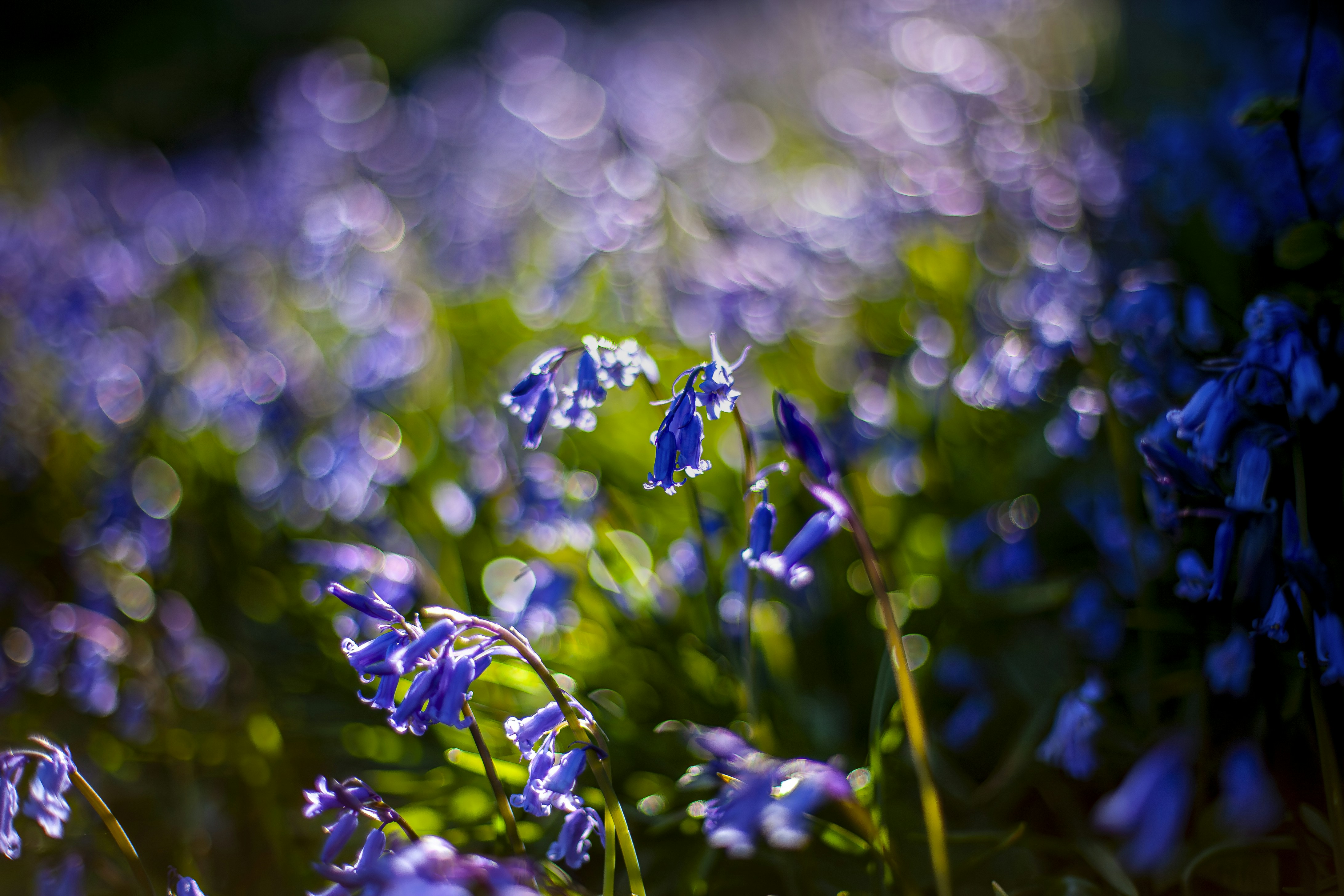 Azure Forest: Bluebell Glow Under Spring Dusk