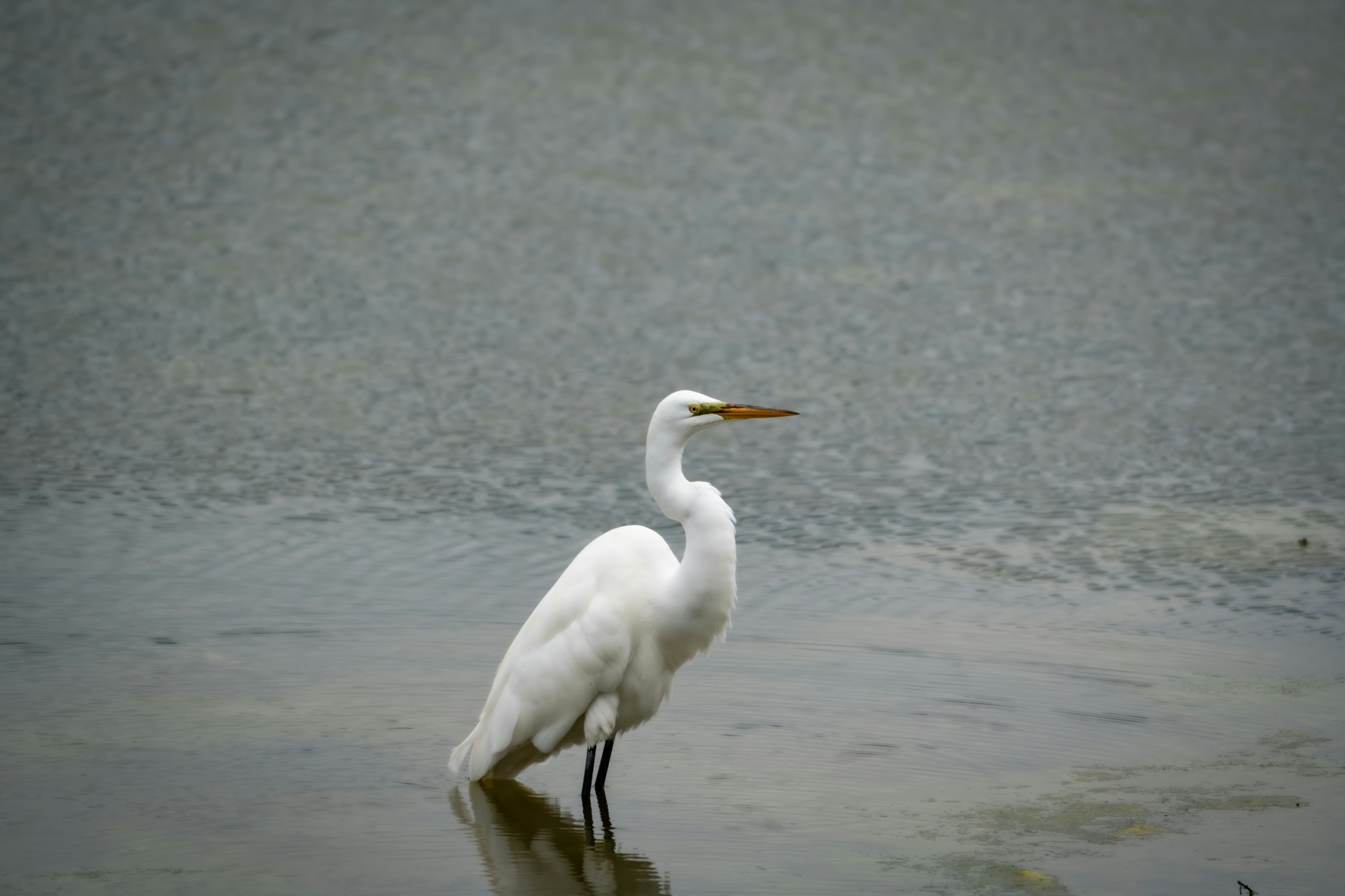 Elegant Egret Stalking in Quiet Water