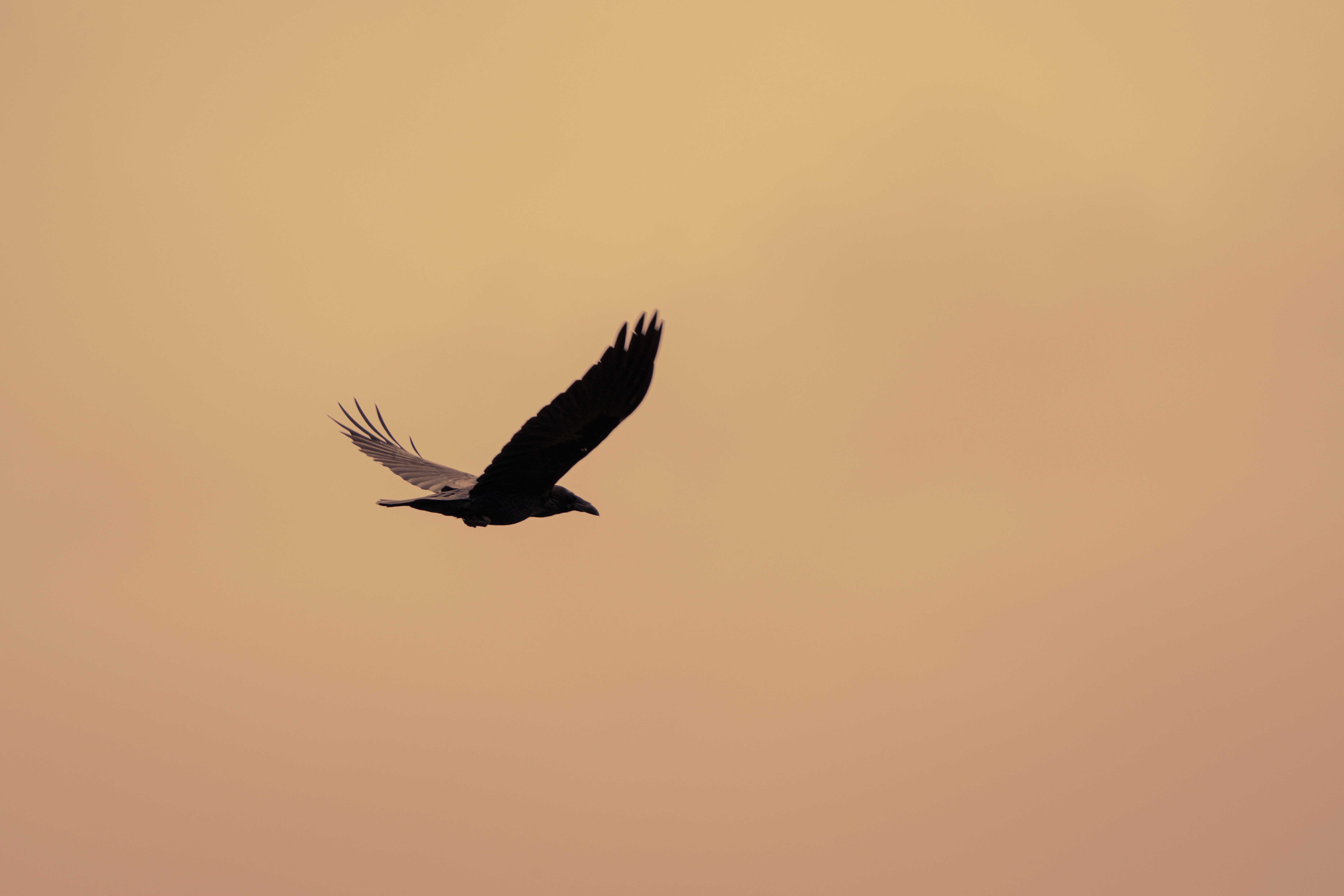 Soaring Silhouette at Dusk: A Lone Bird Against a Golden Horizon