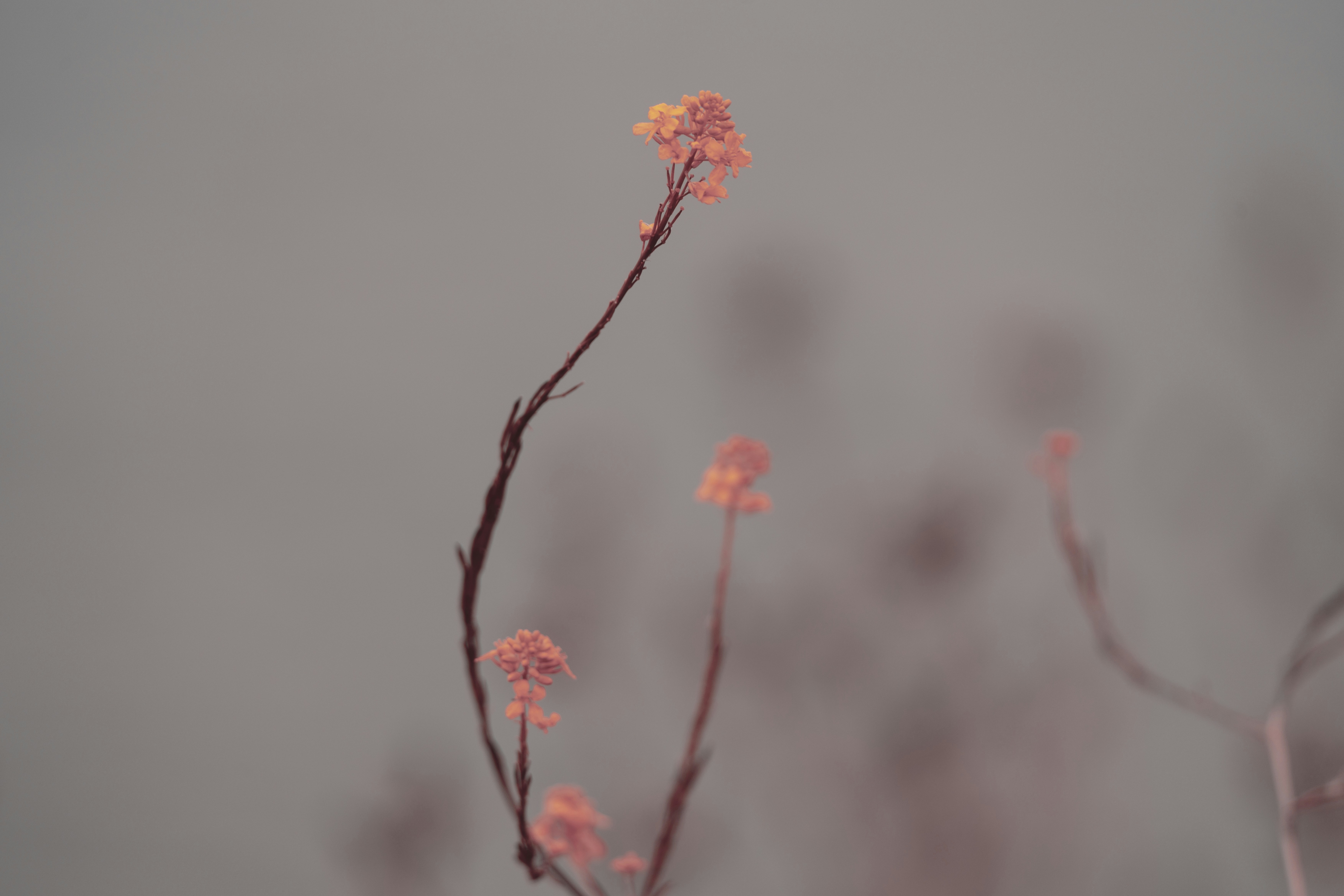 Emergent Bloom: A Tender Flame of Spring on a Quiet Stem