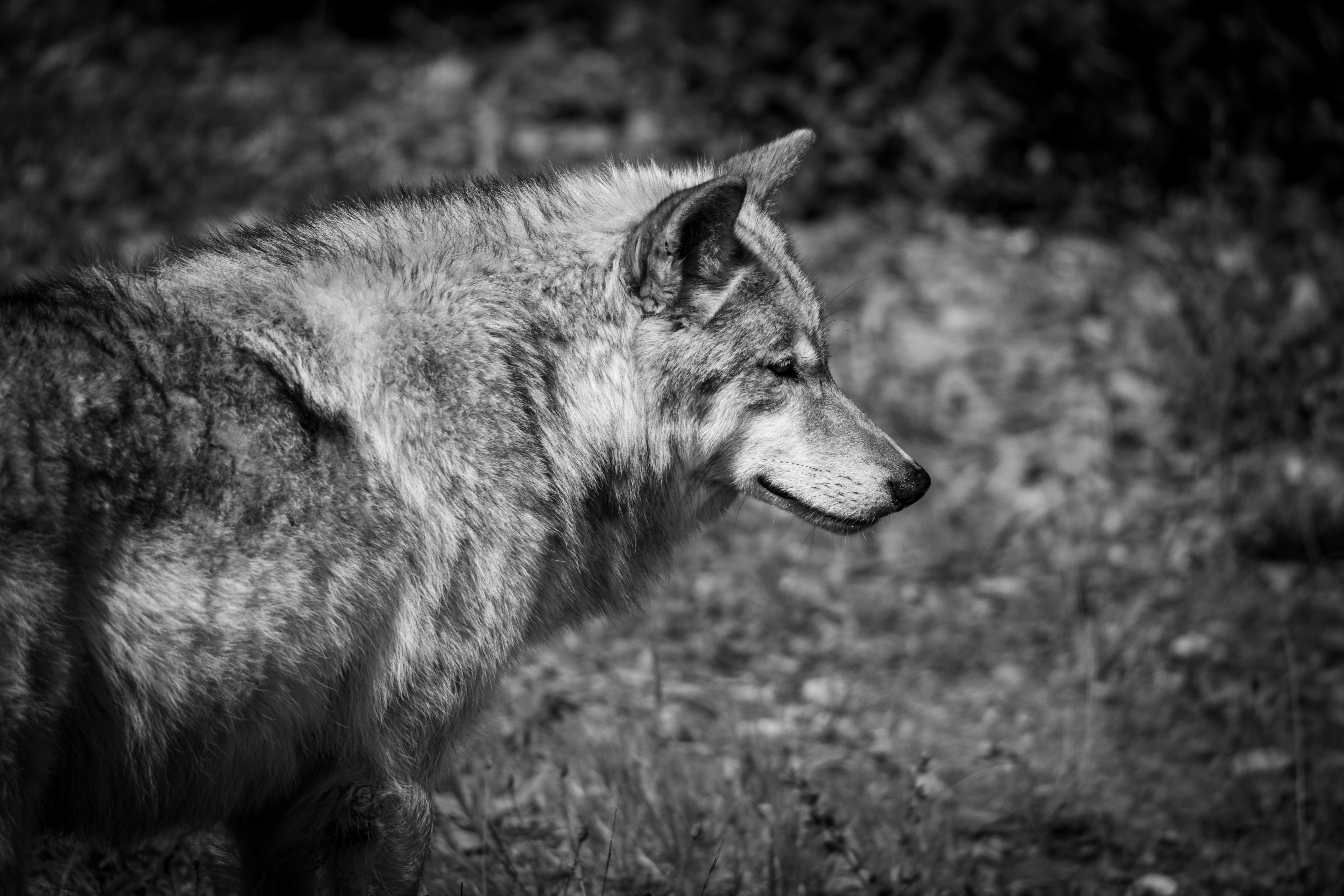 Silent Sentinel: A Lone Wolf in Quiet Stance
