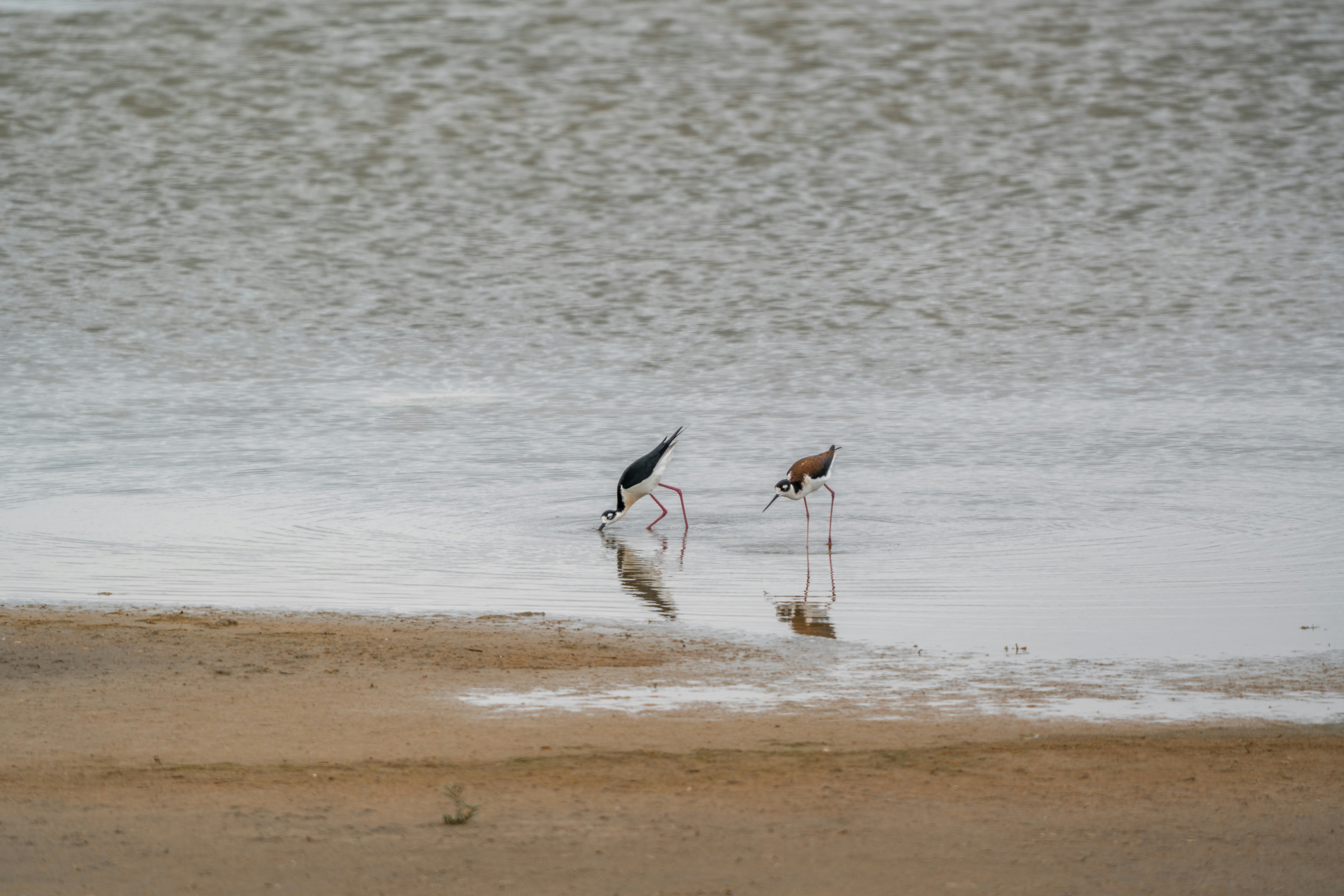 Two Heron Silhouettes at the Gentle Shore