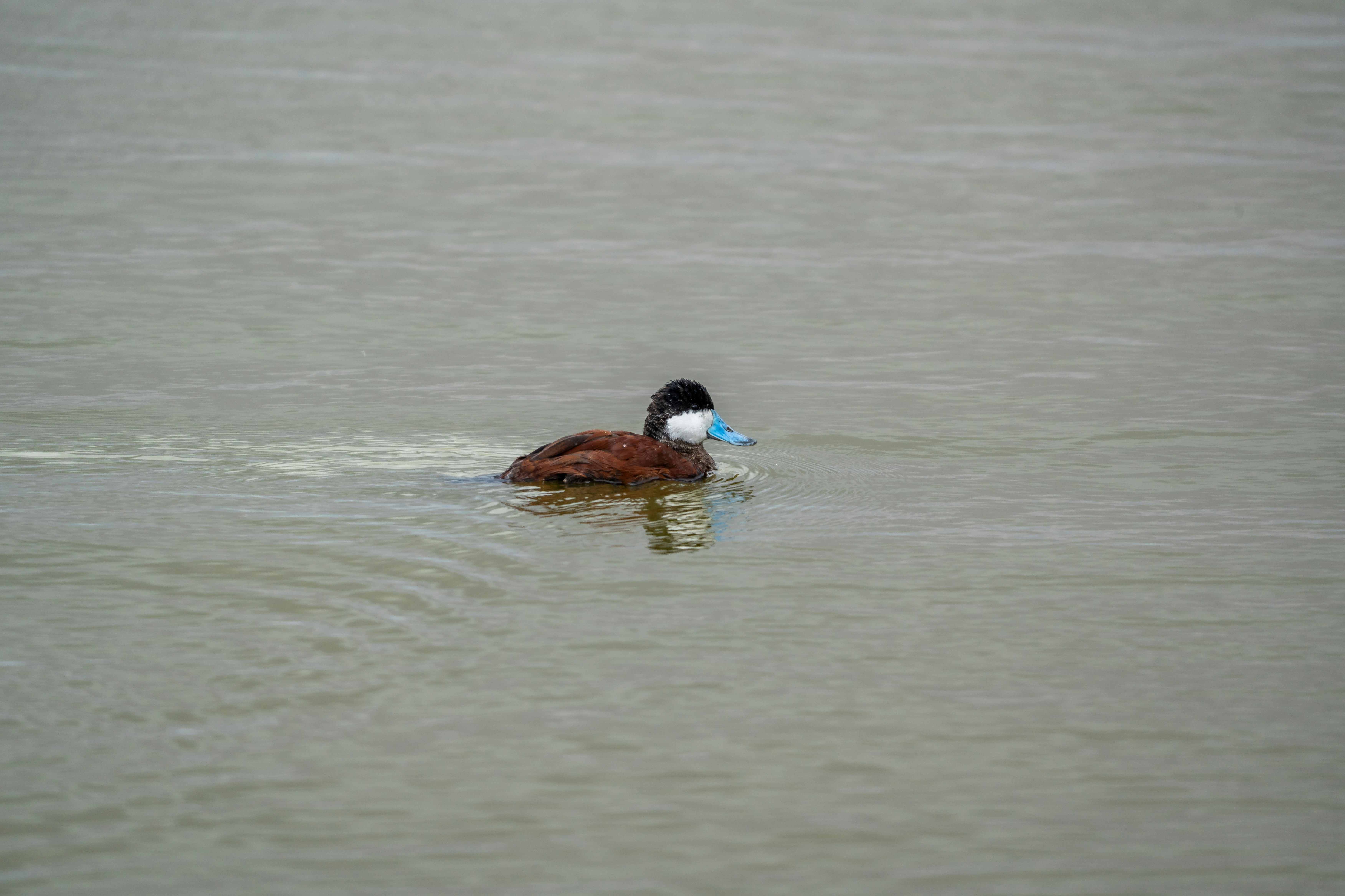 Blue-beaked Duck Gliding Across Quiet Water