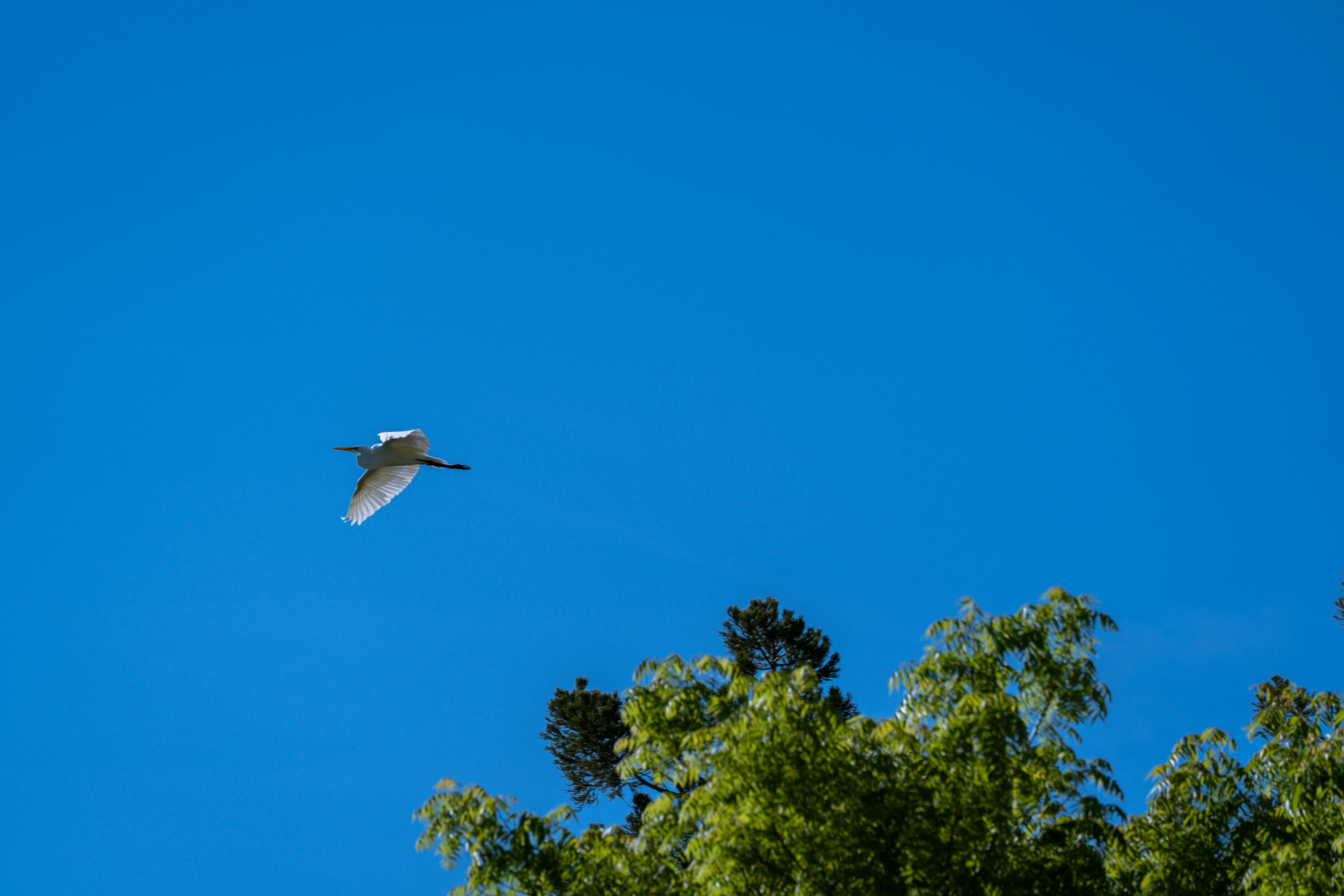 Blue Sky Flight: A lone egret cruises above the treetops