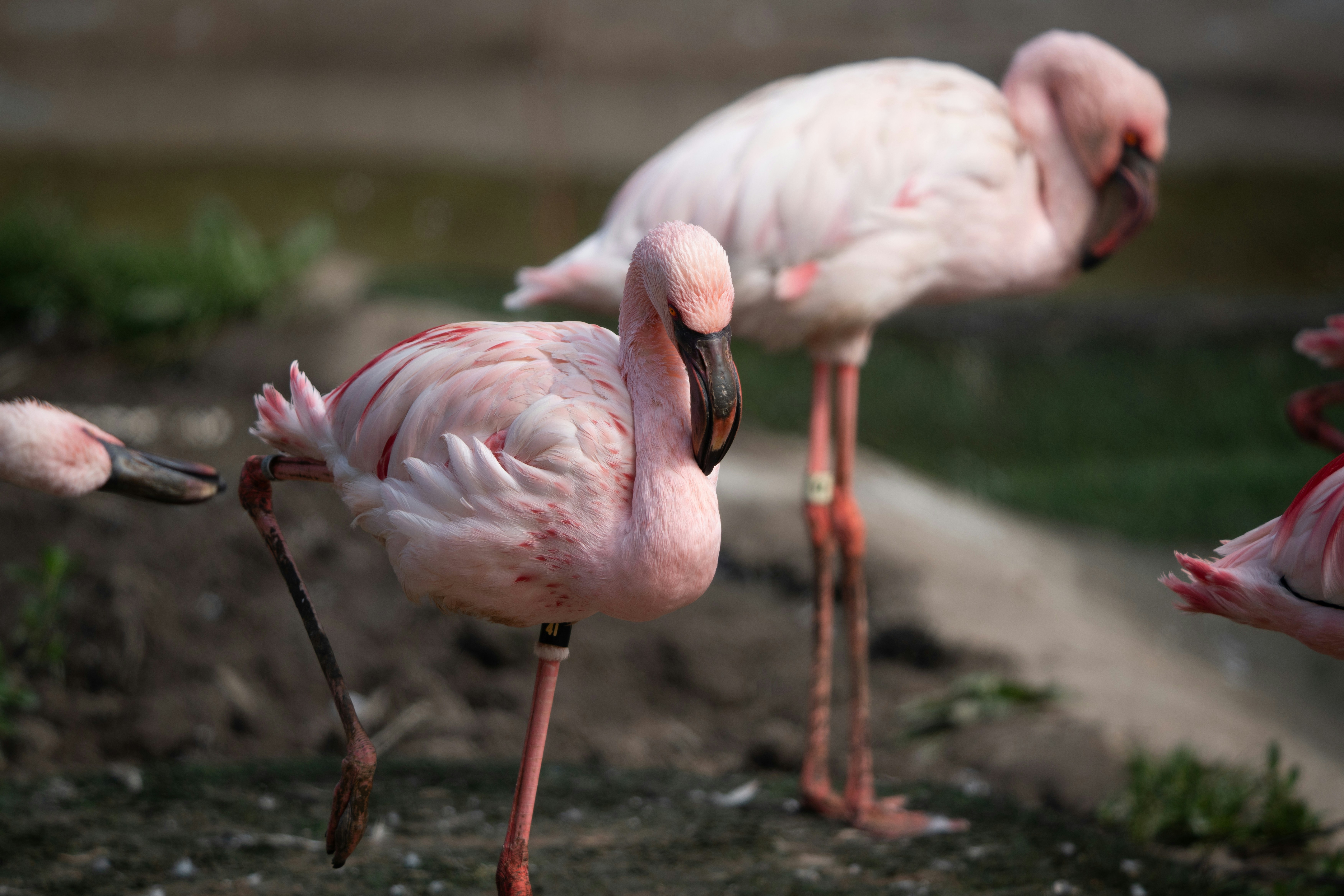 Flamingos in Quiet Blur: A Gentle Moment by the Water