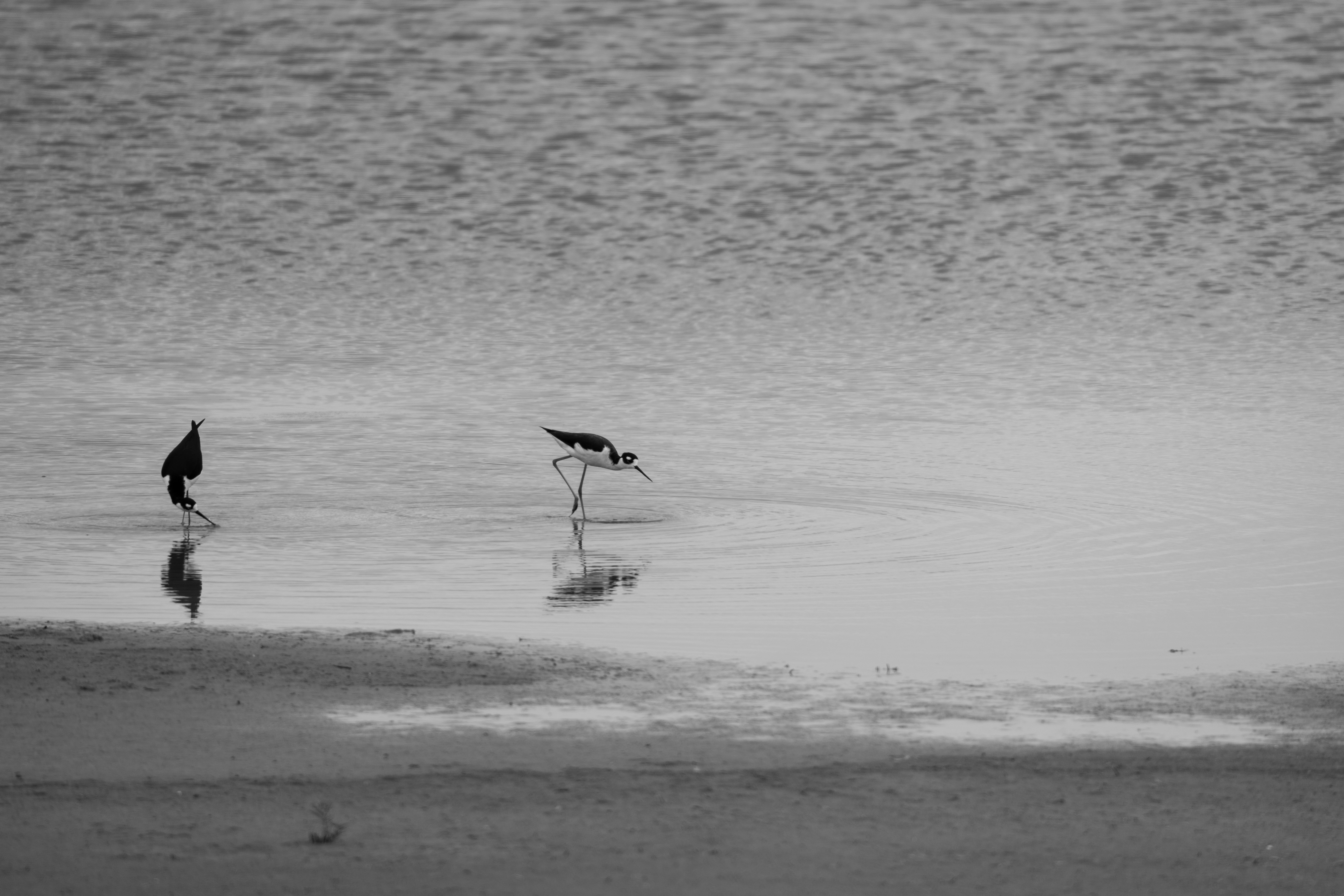Two Shoreline Herons: Silhouetted Stillness at Dusk