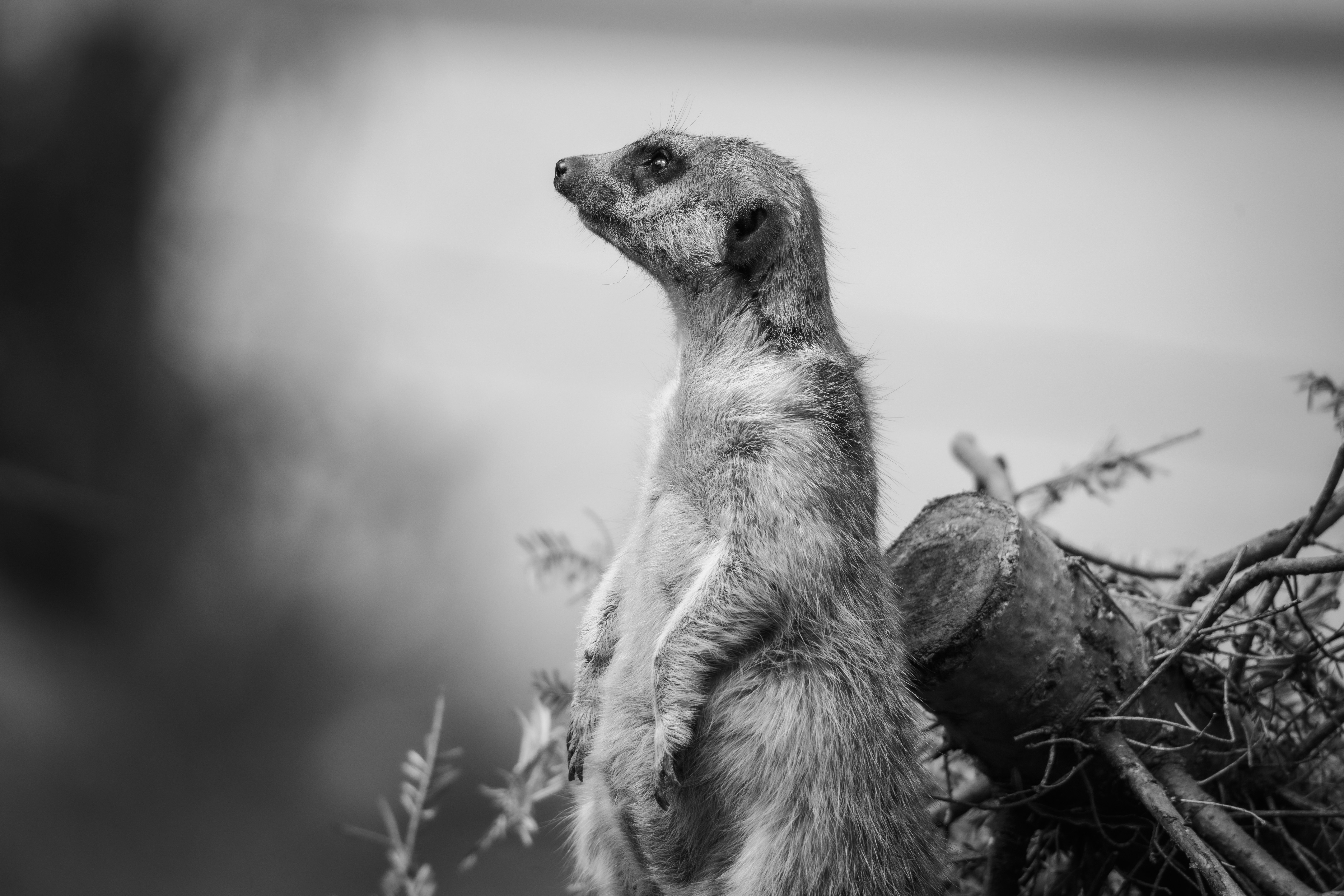 Stretched Sentry: A Ground Squirrel Stands Watch in Mono Quiet