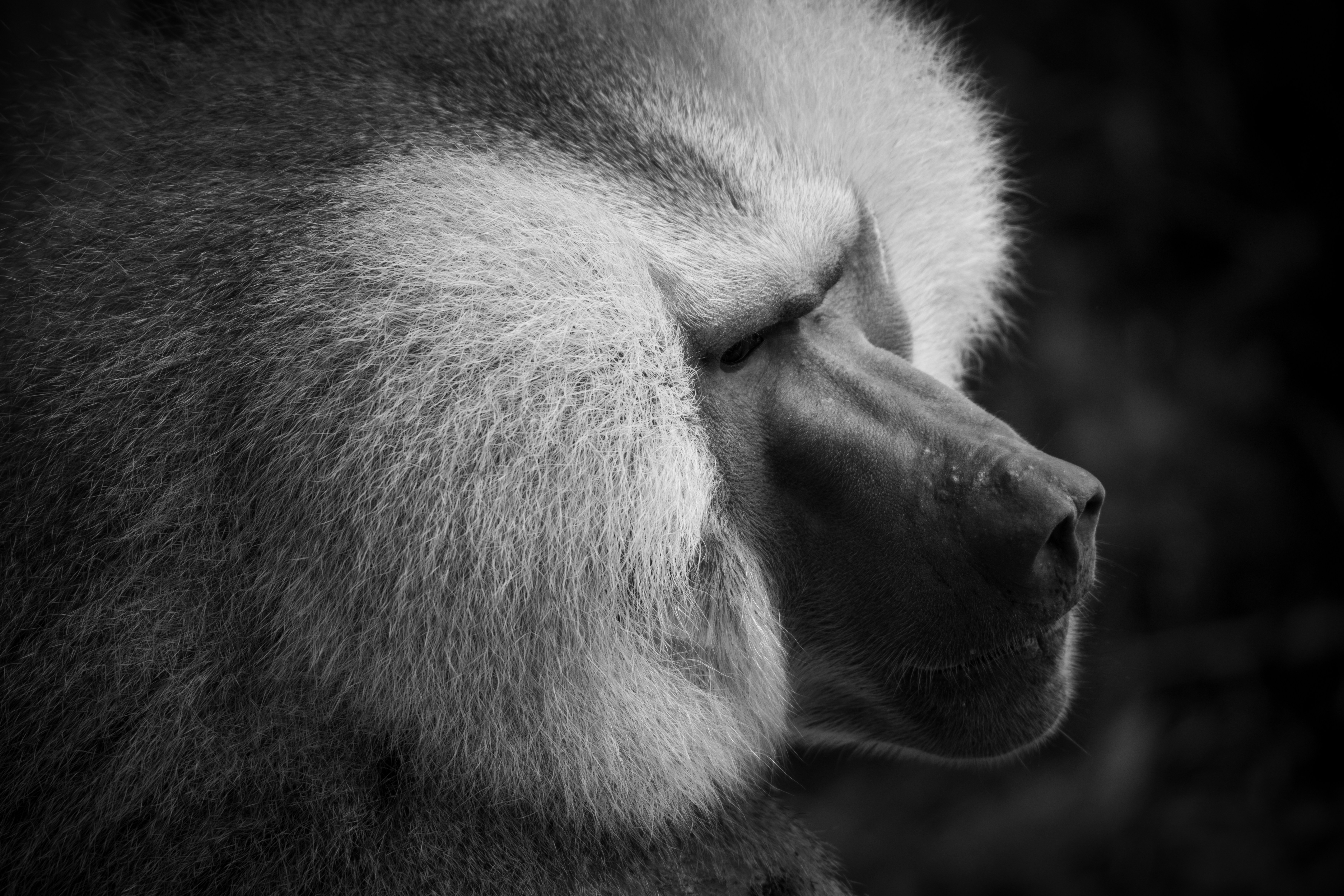 Silent Contemplation: Close-Up of a Gorilla’s Quiet Moment