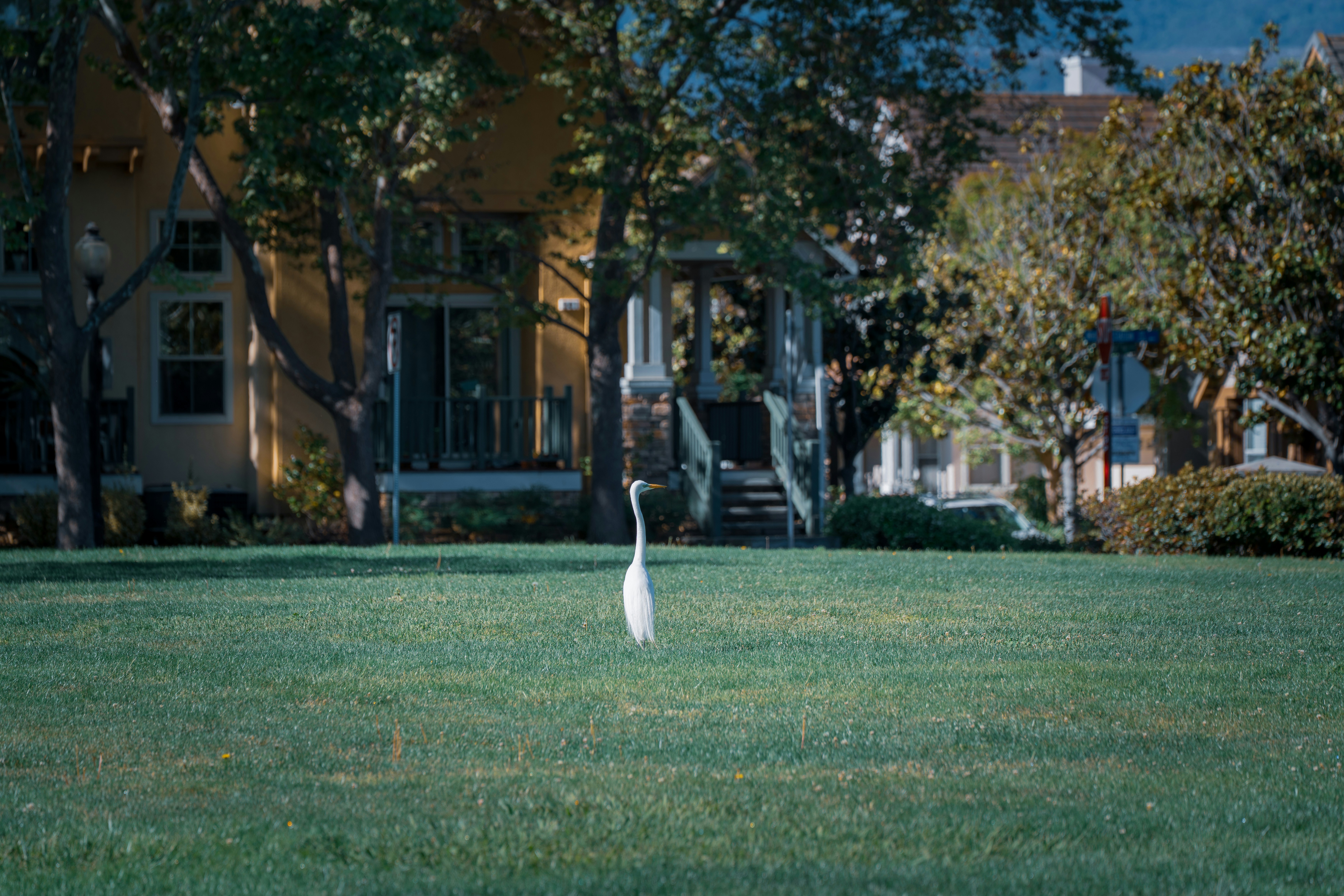 Solitary Egret Stands Guard on a Suburban Lawn