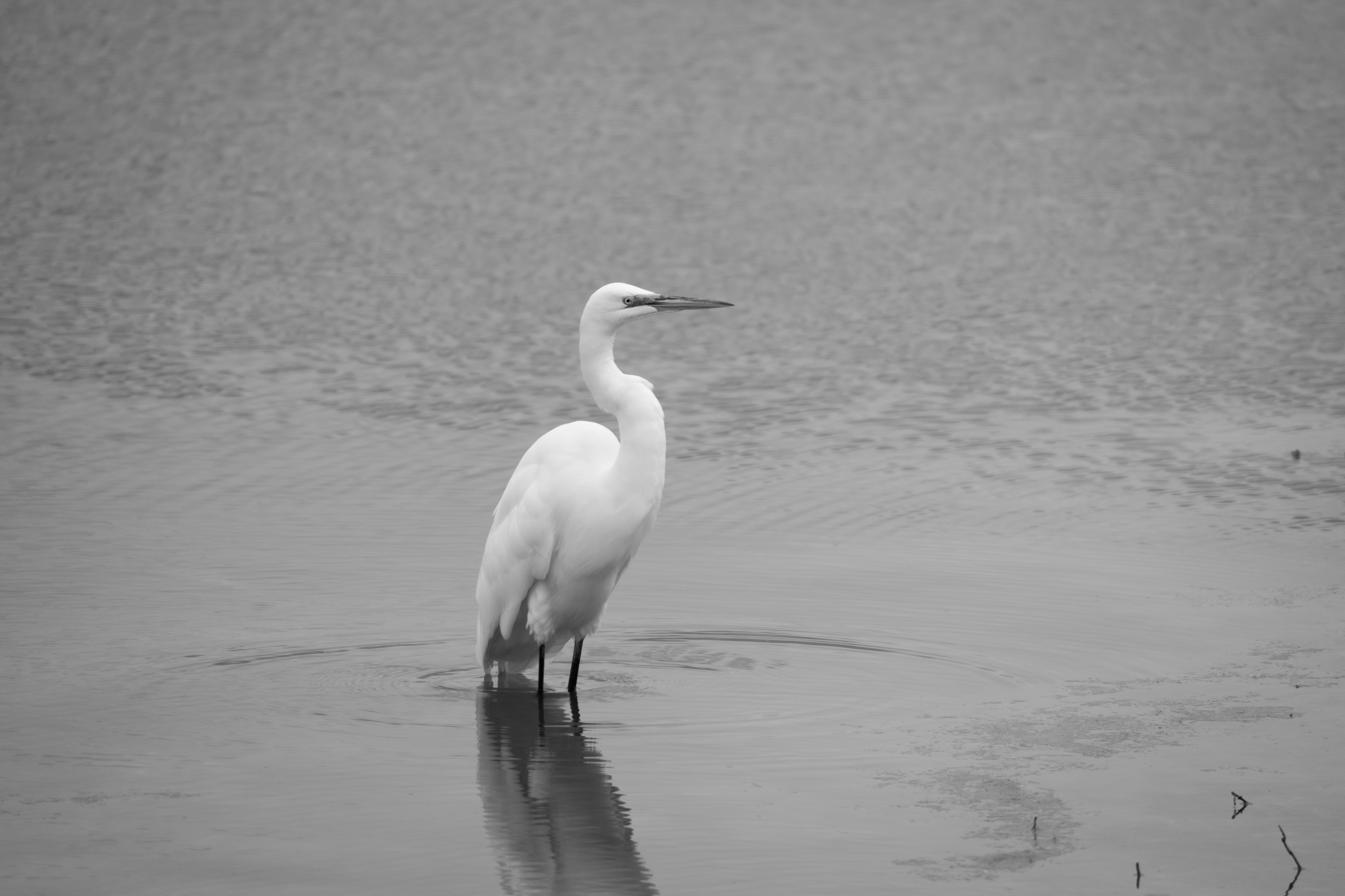Silent Egret in Soft Monochrome Marsh