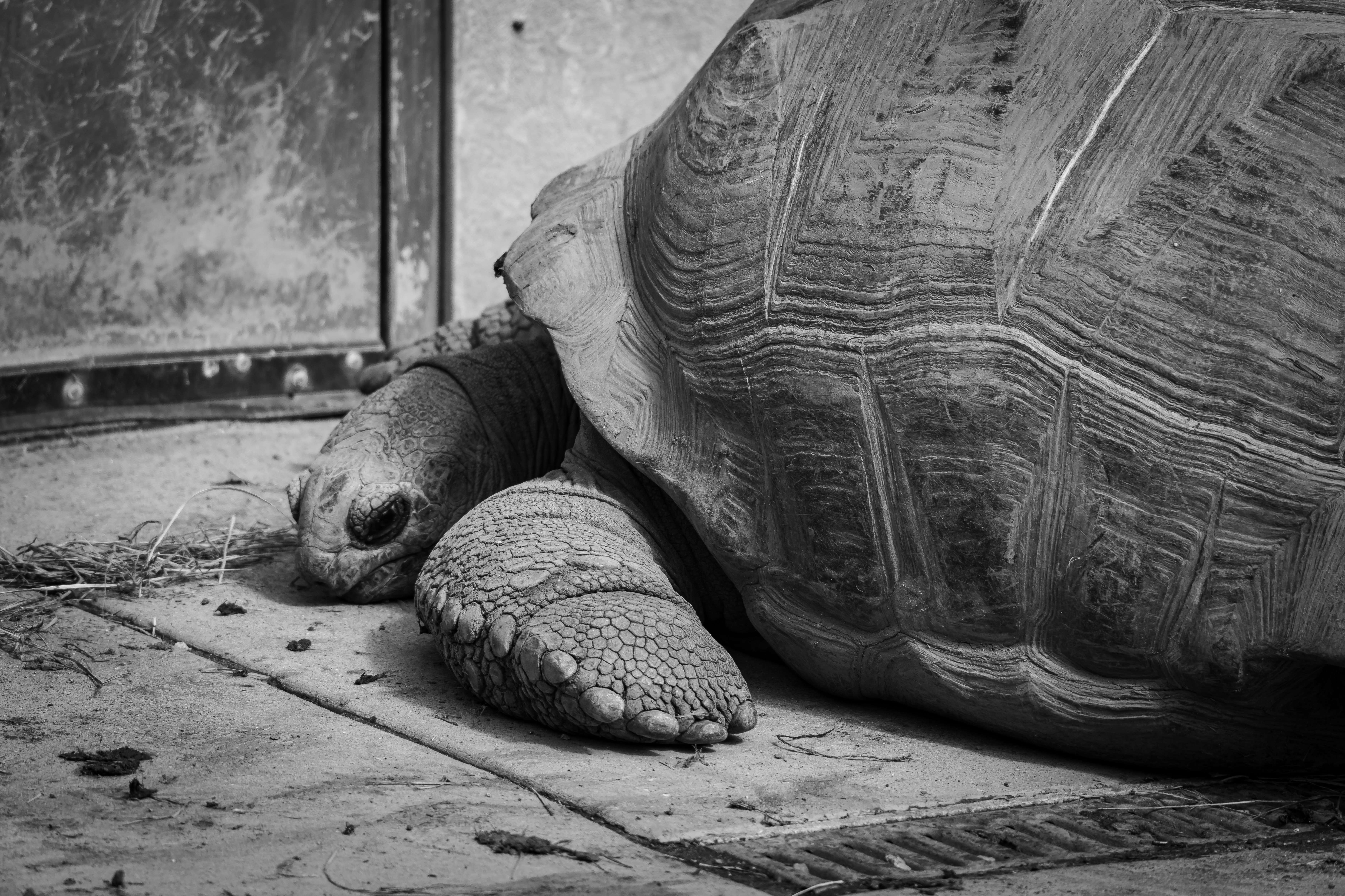 Sleeping Sentinel: A Quiet Moment with a Hexagonal Carapace