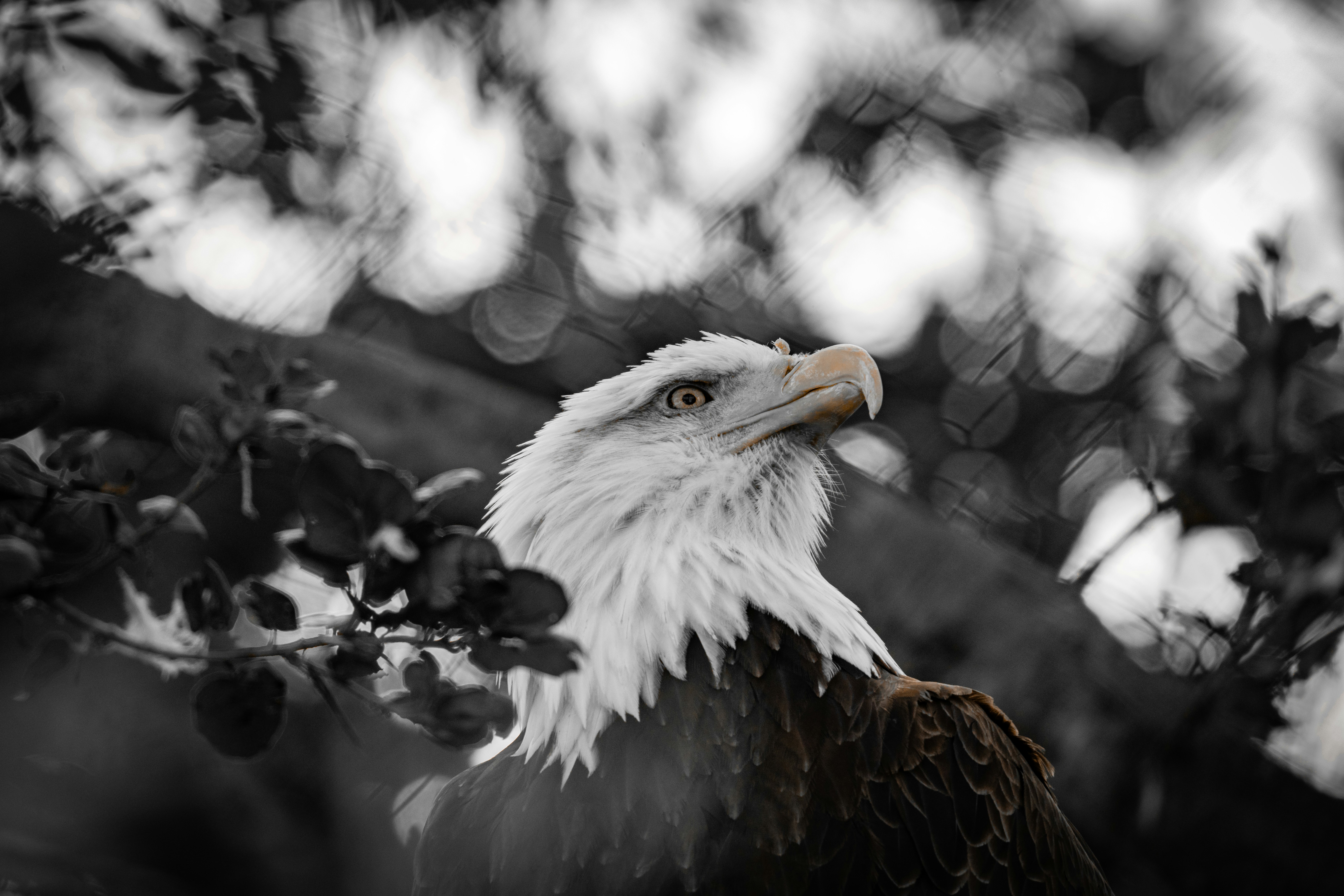 Majestic White-Headed Eagle Amid Dark Foliage