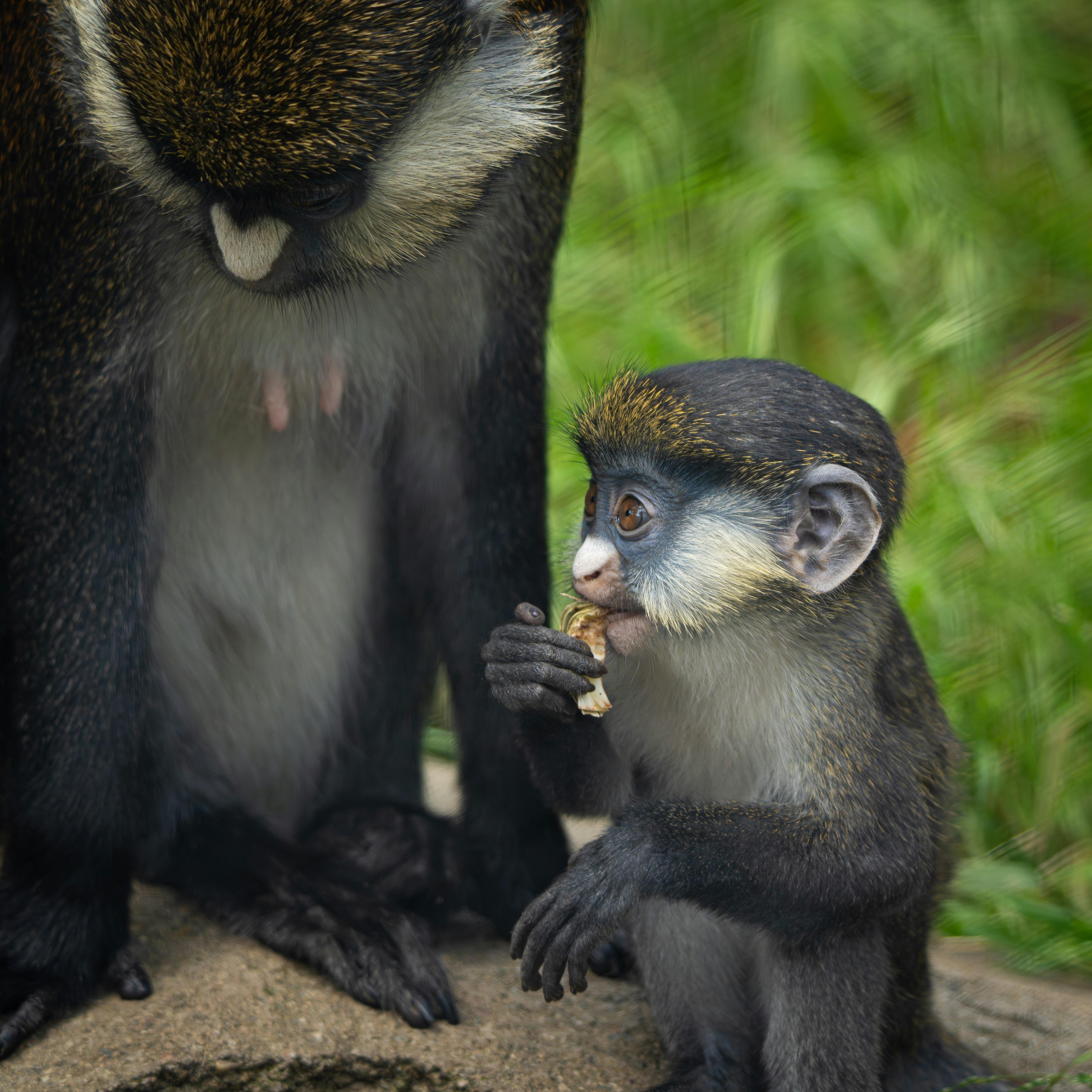 Tiny Monkey, Big Moment: A Curious Snack Break