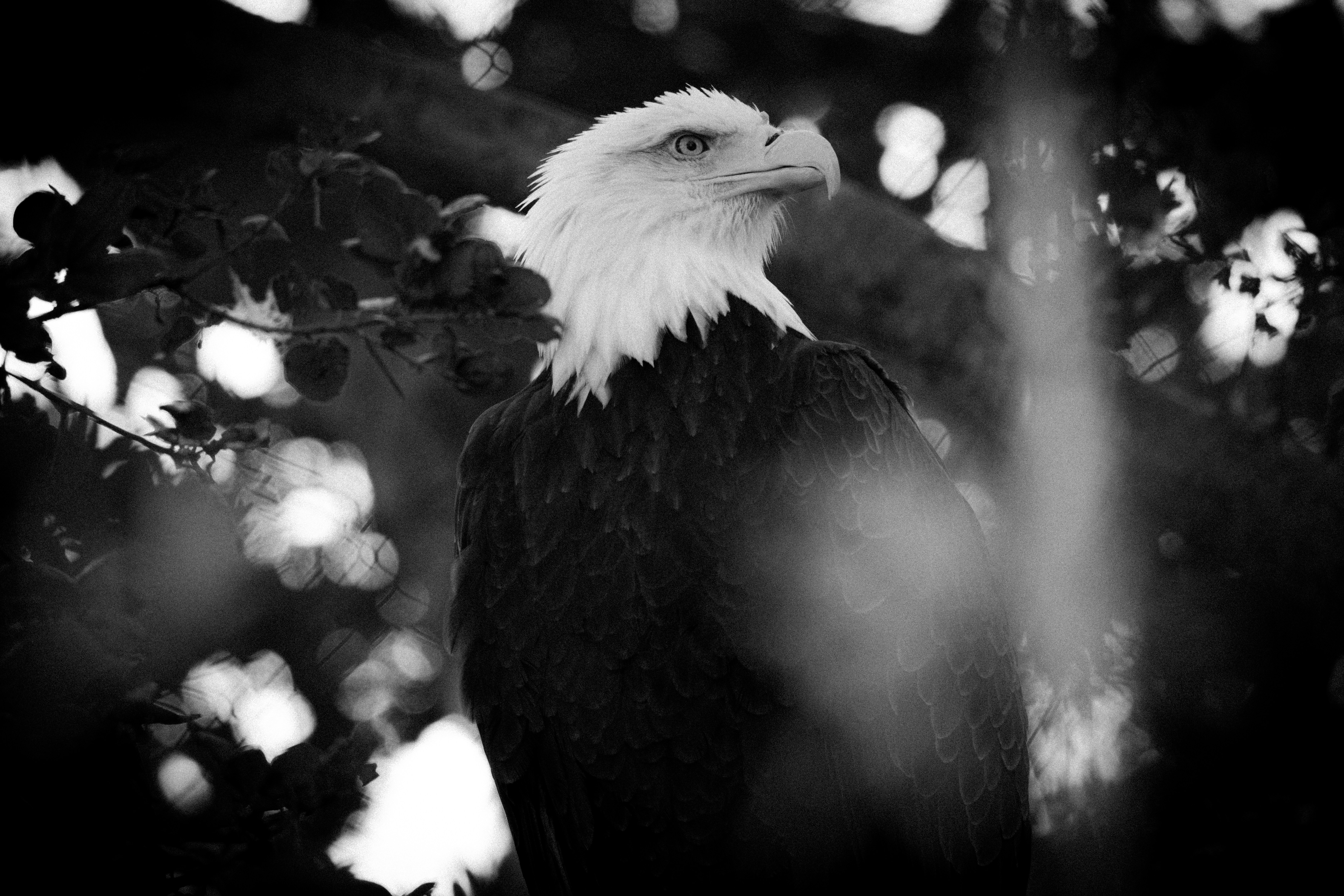 Regal Headline: Vigilant Bald Eagle in Partial Shadow