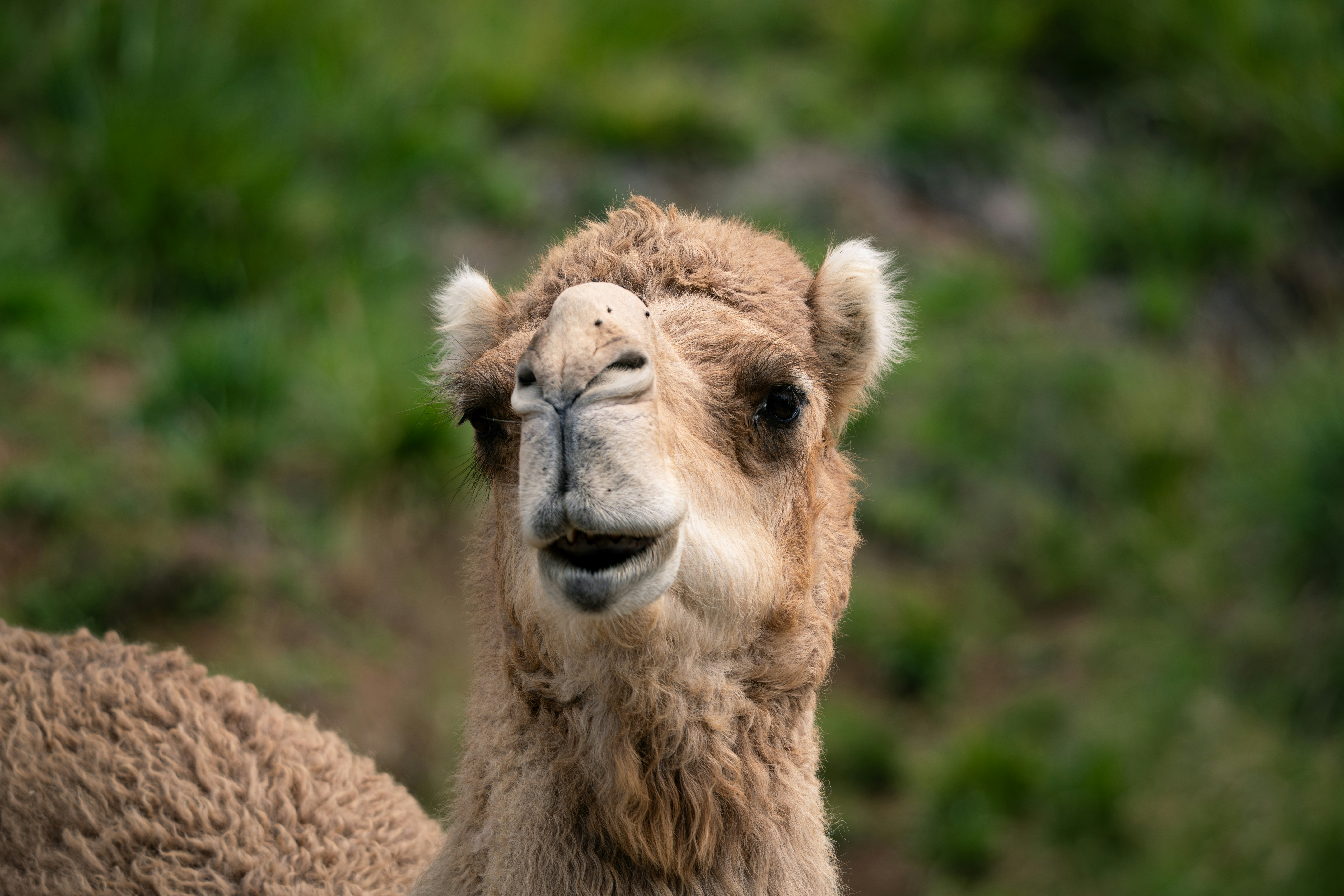 Close-up of a camelid with a curious expression, set against a softly blurred green backdrop. The portrait emphasizes the subject’s facial features and texture. (This is a photo, not an illustration or painting.)