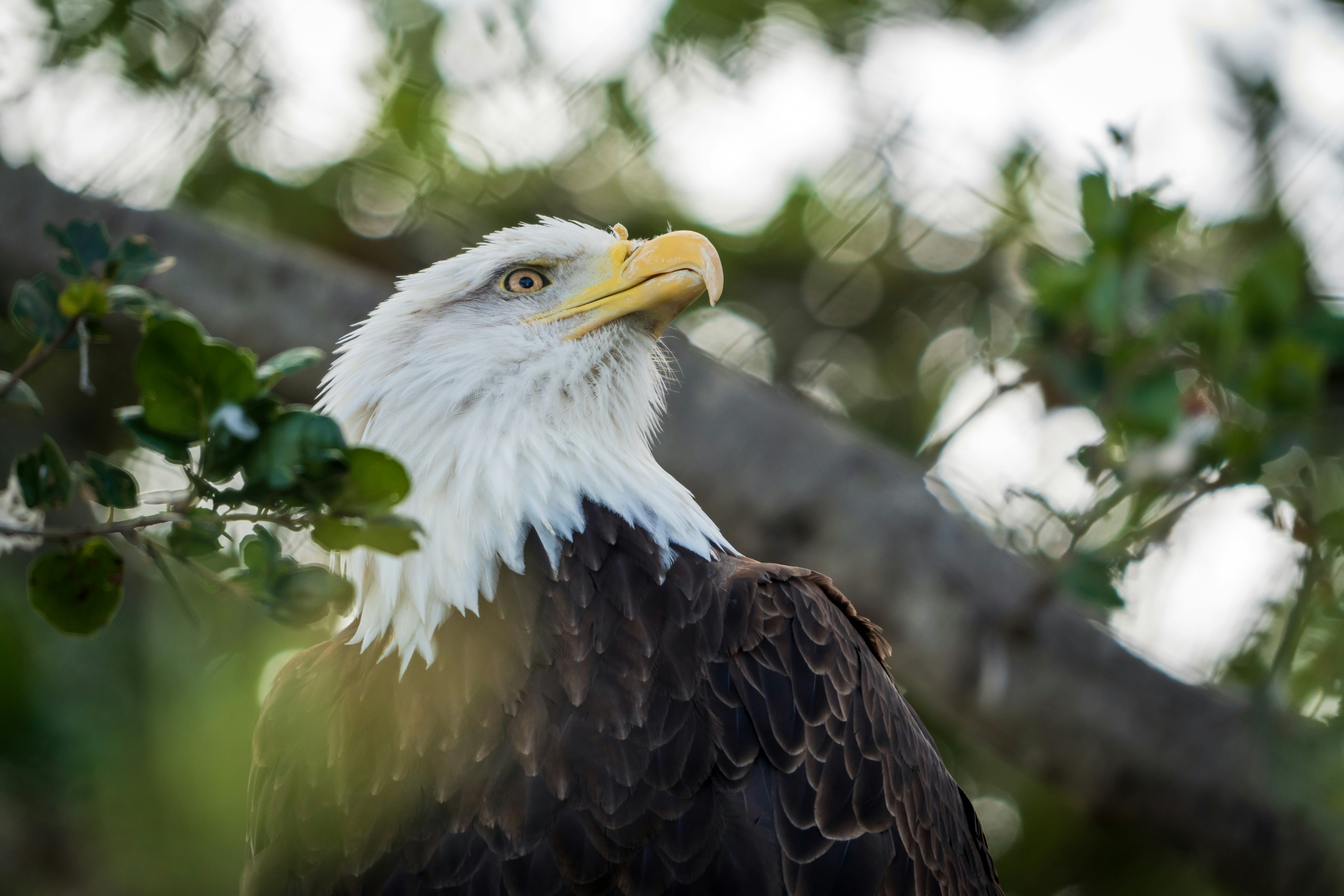 Regal gaze: sharp-eyed eagle among green boughs