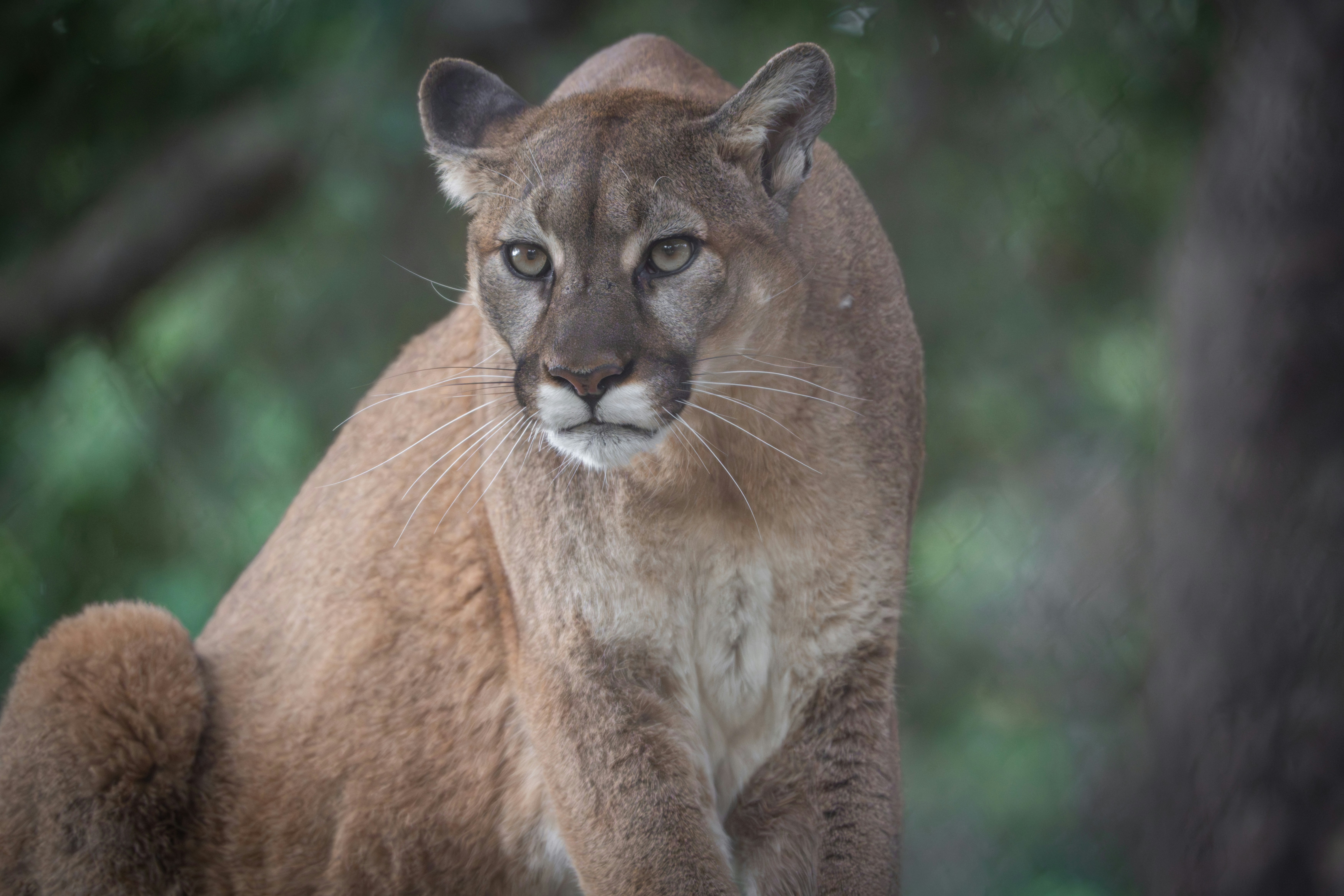 Focus in the Feline Gaze: A Mountain Lioness Pauses in the Green Veil