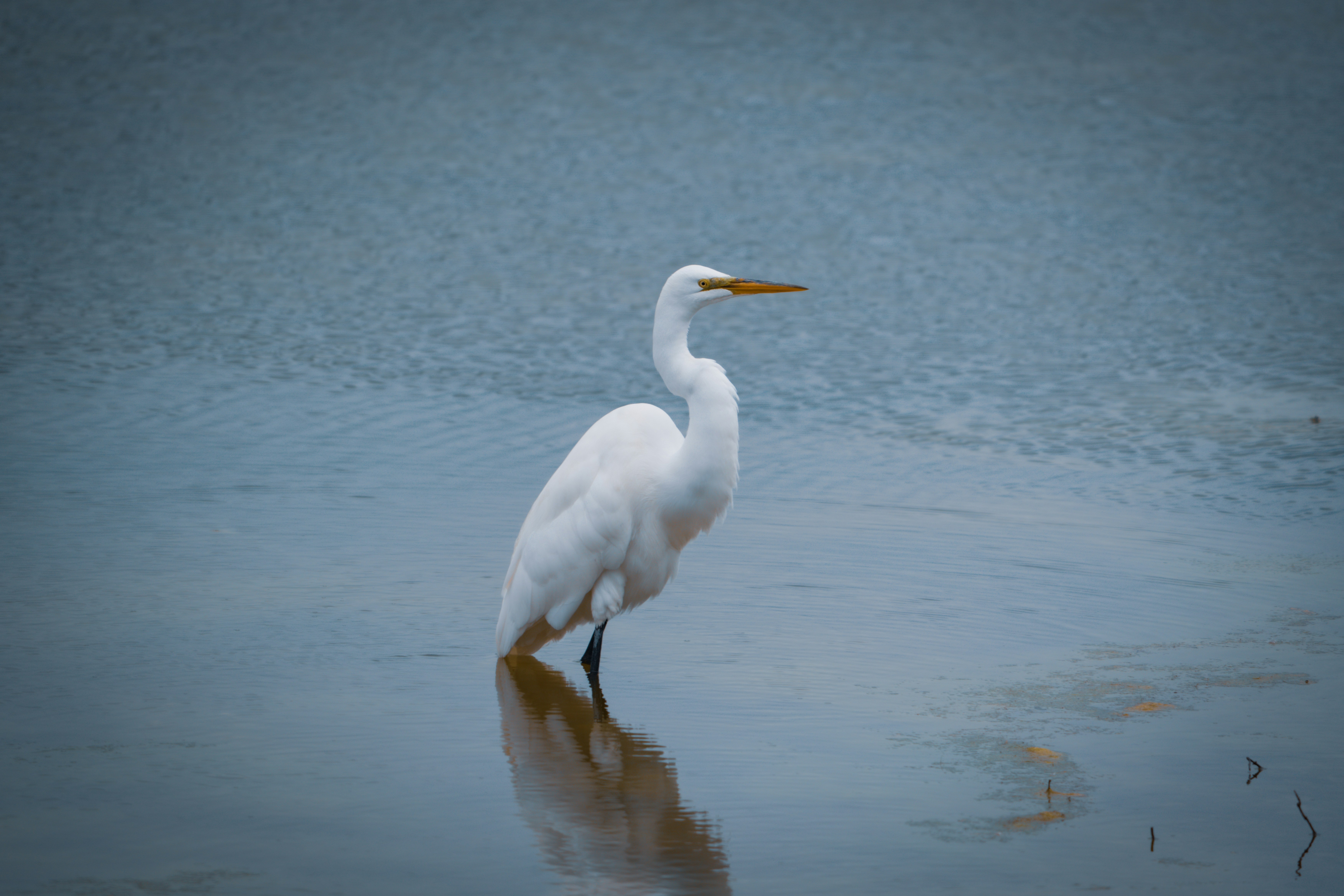 Silent Grey Shoreline: A White Heron Stands in Calm Saltwater