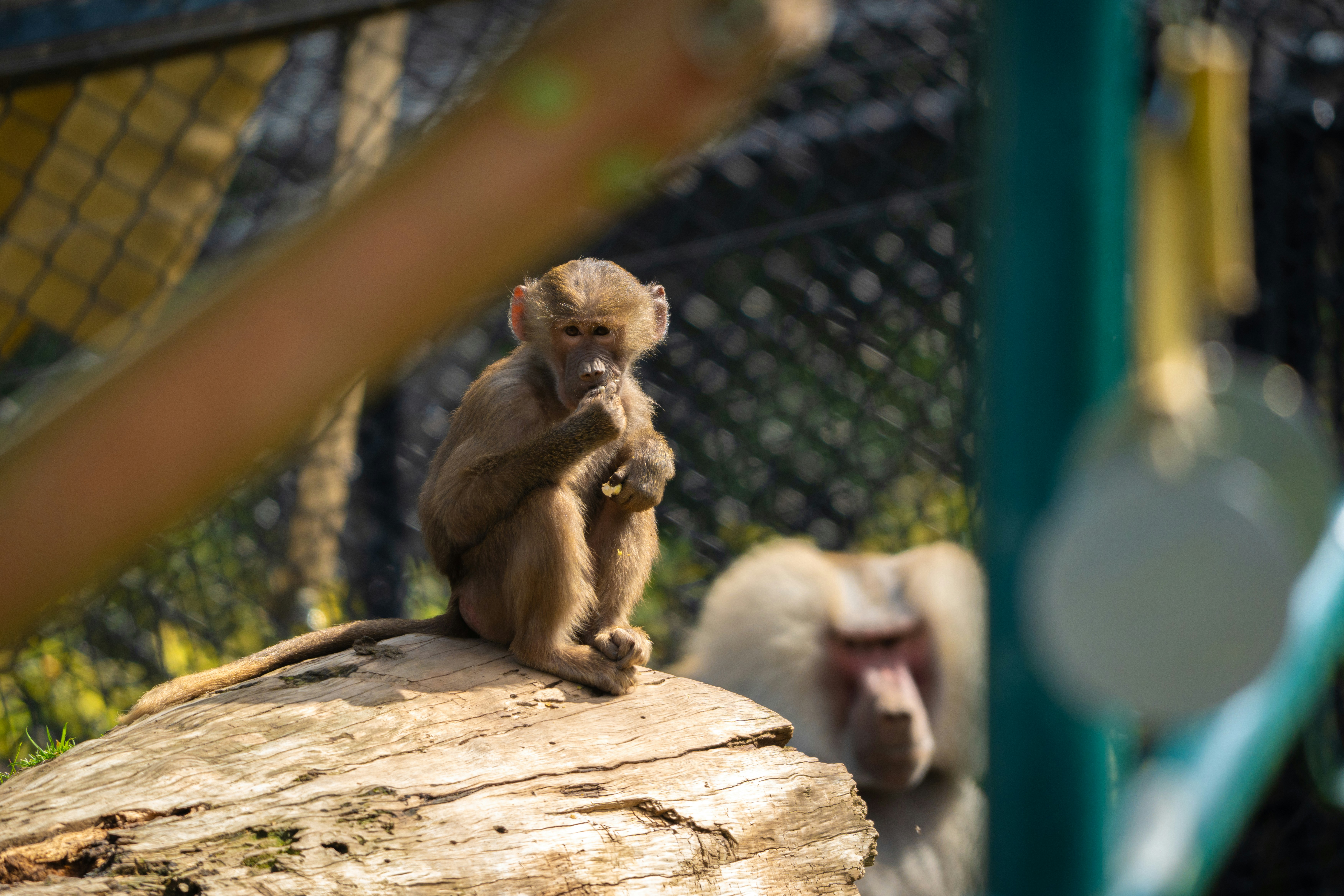 Primates on a Log: A Curious Moment at the Enclosure