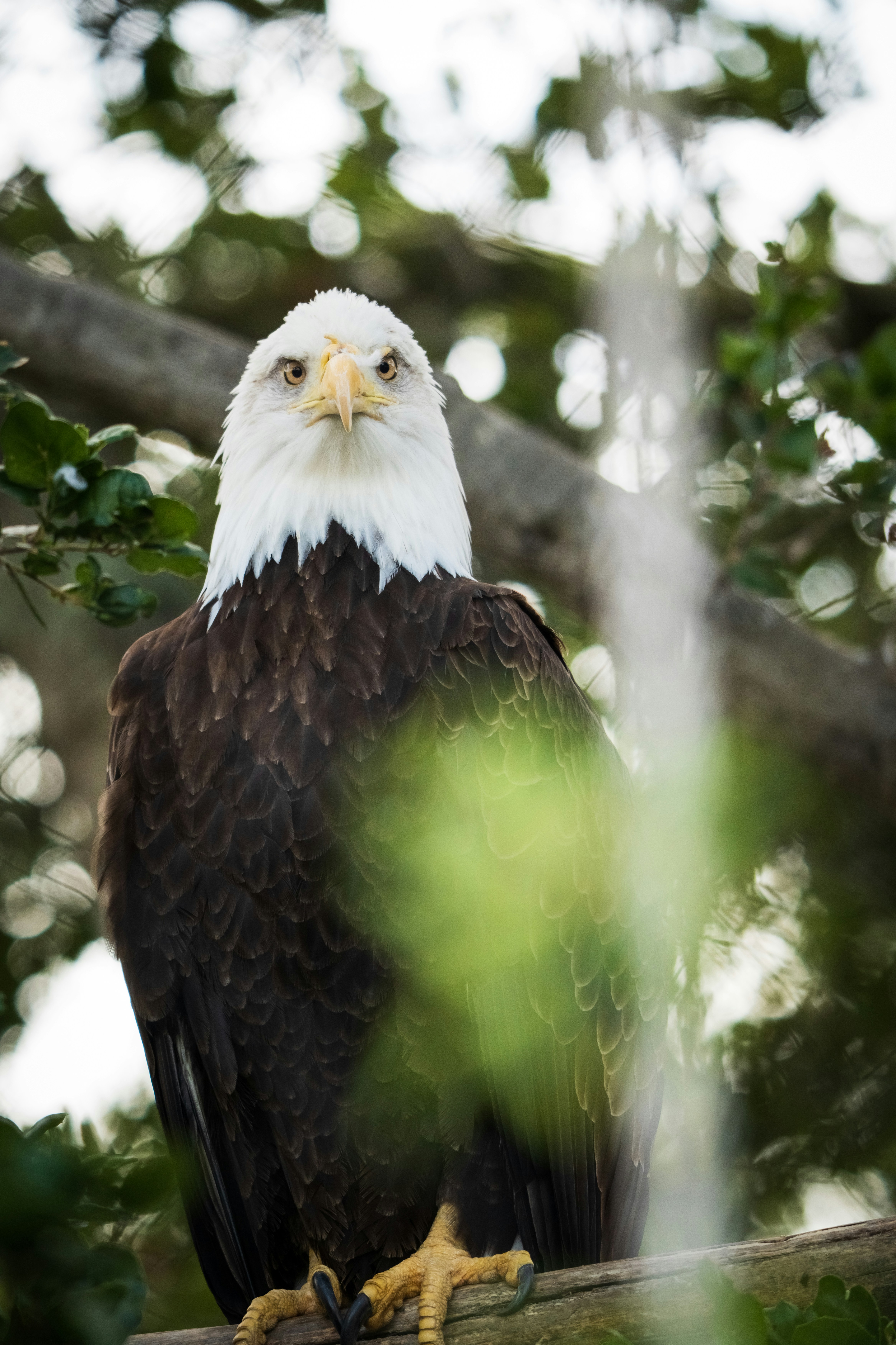 Stare of the Sovereign: A Bald Eagle Logs Its Perch
