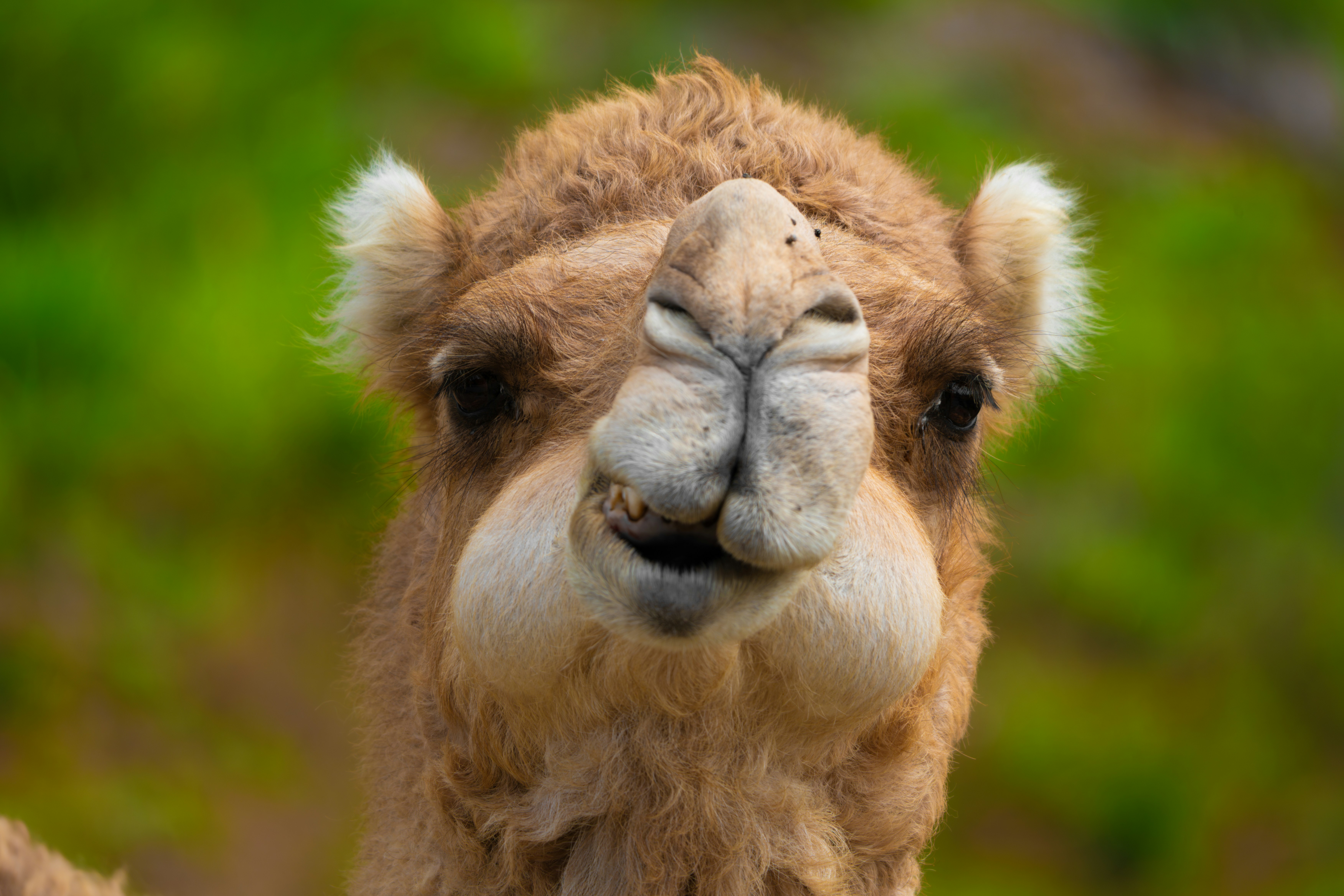 Curious Gaze: A Playful Camel Delights the Lens