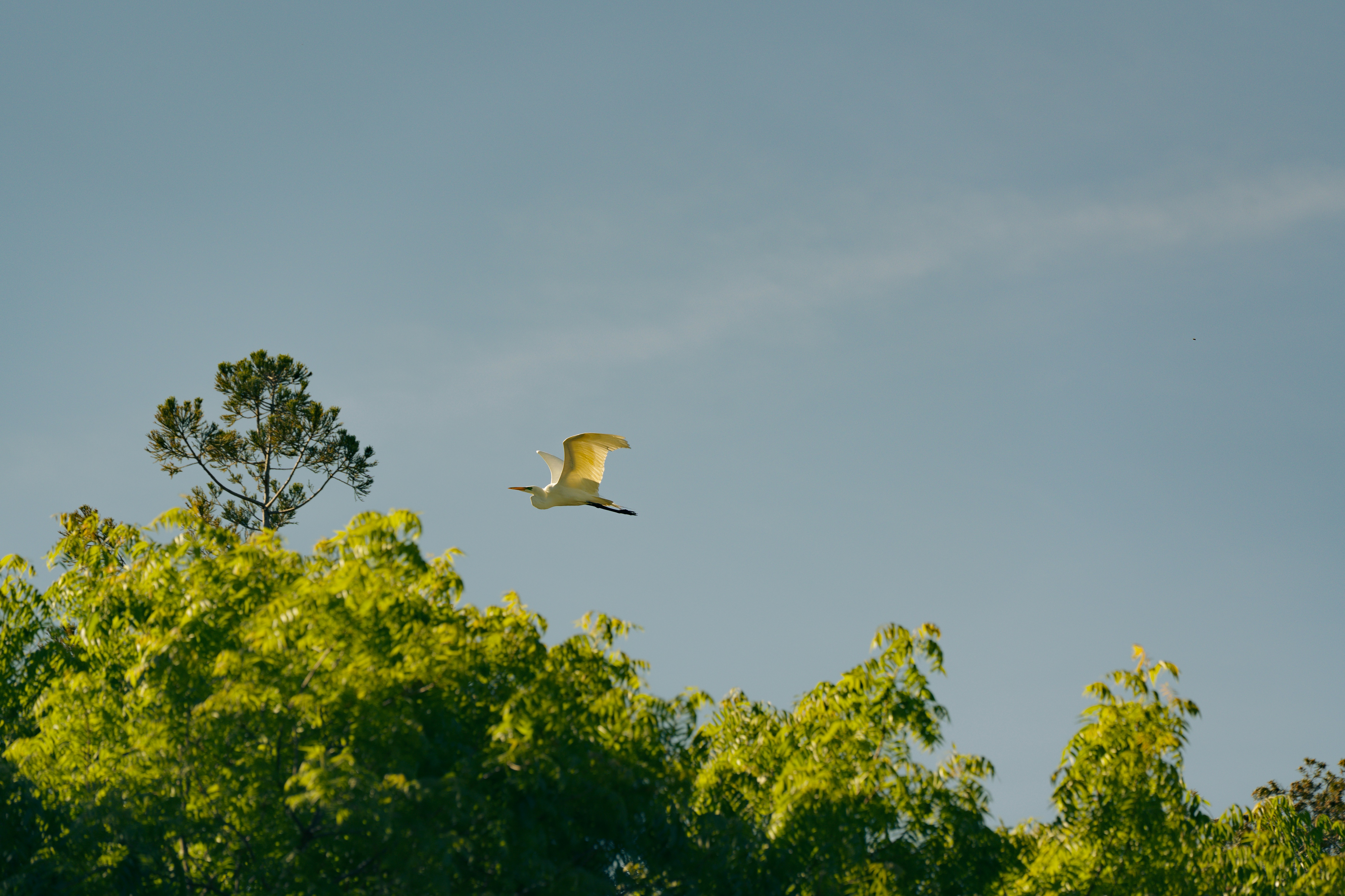 Golden Heron in Flight Above the Canopy
