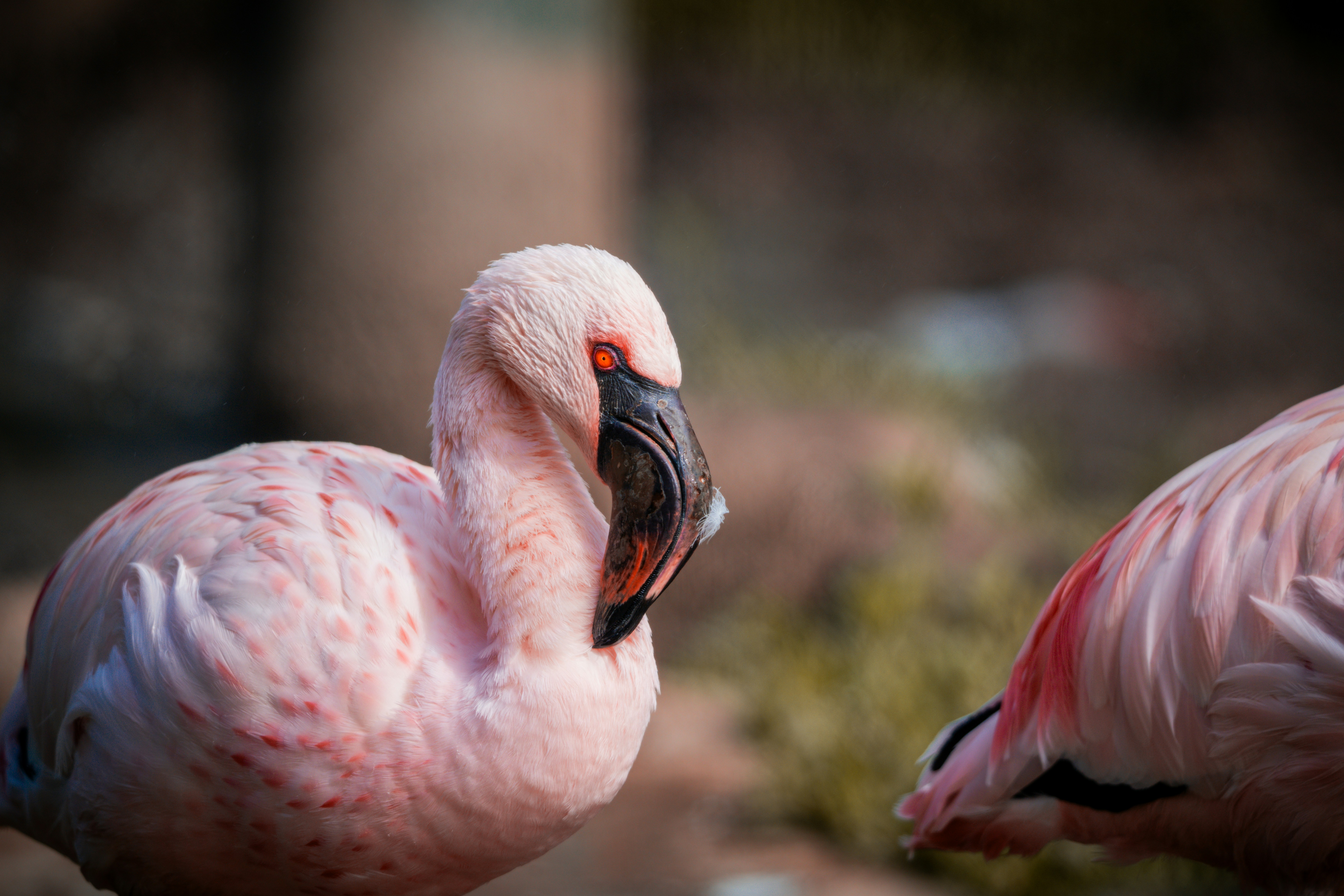 Rosy Contours: A Flamingo’s Quiet Moment