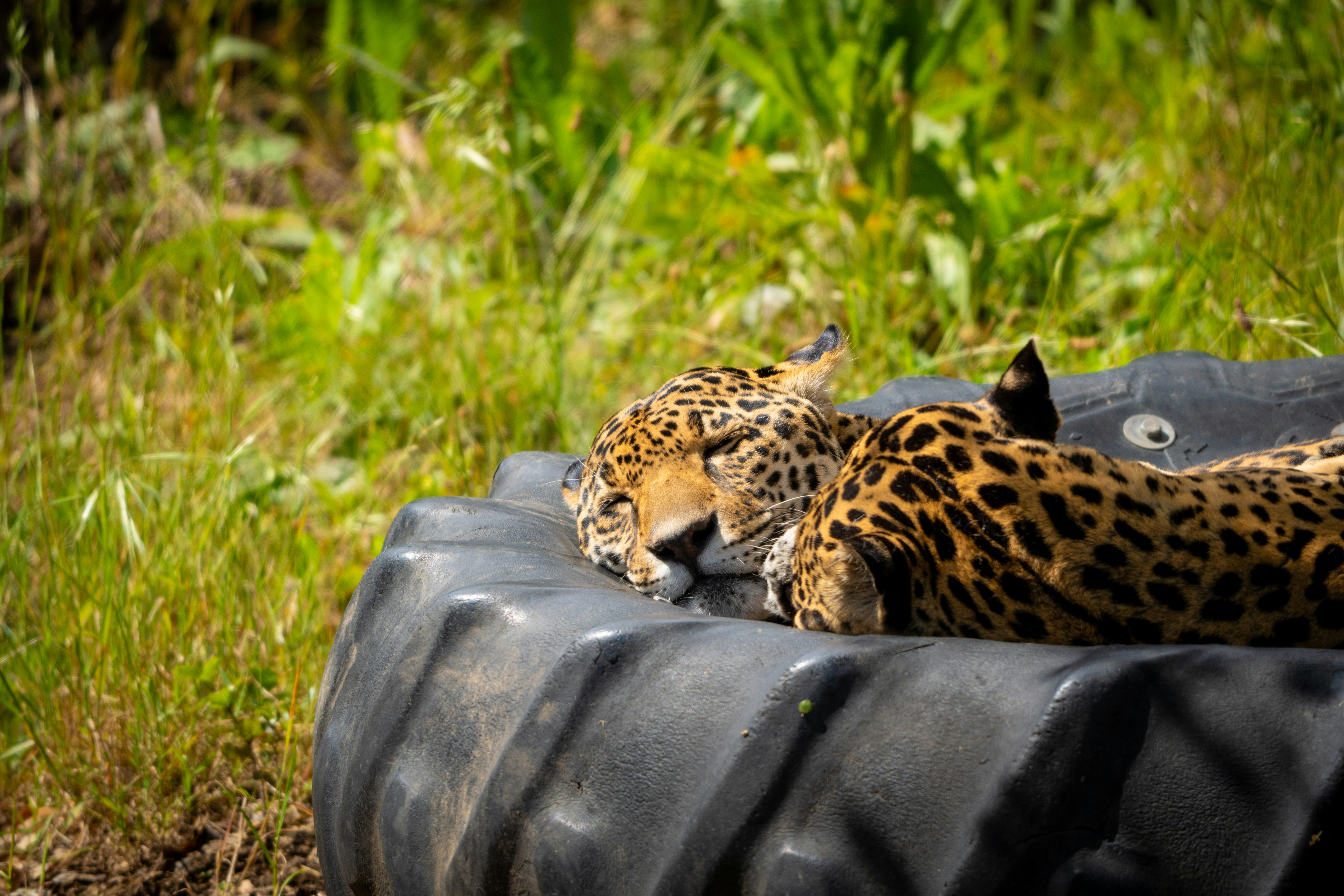 Leopard Outpost: Two Cats Resting on a Weathered Tire