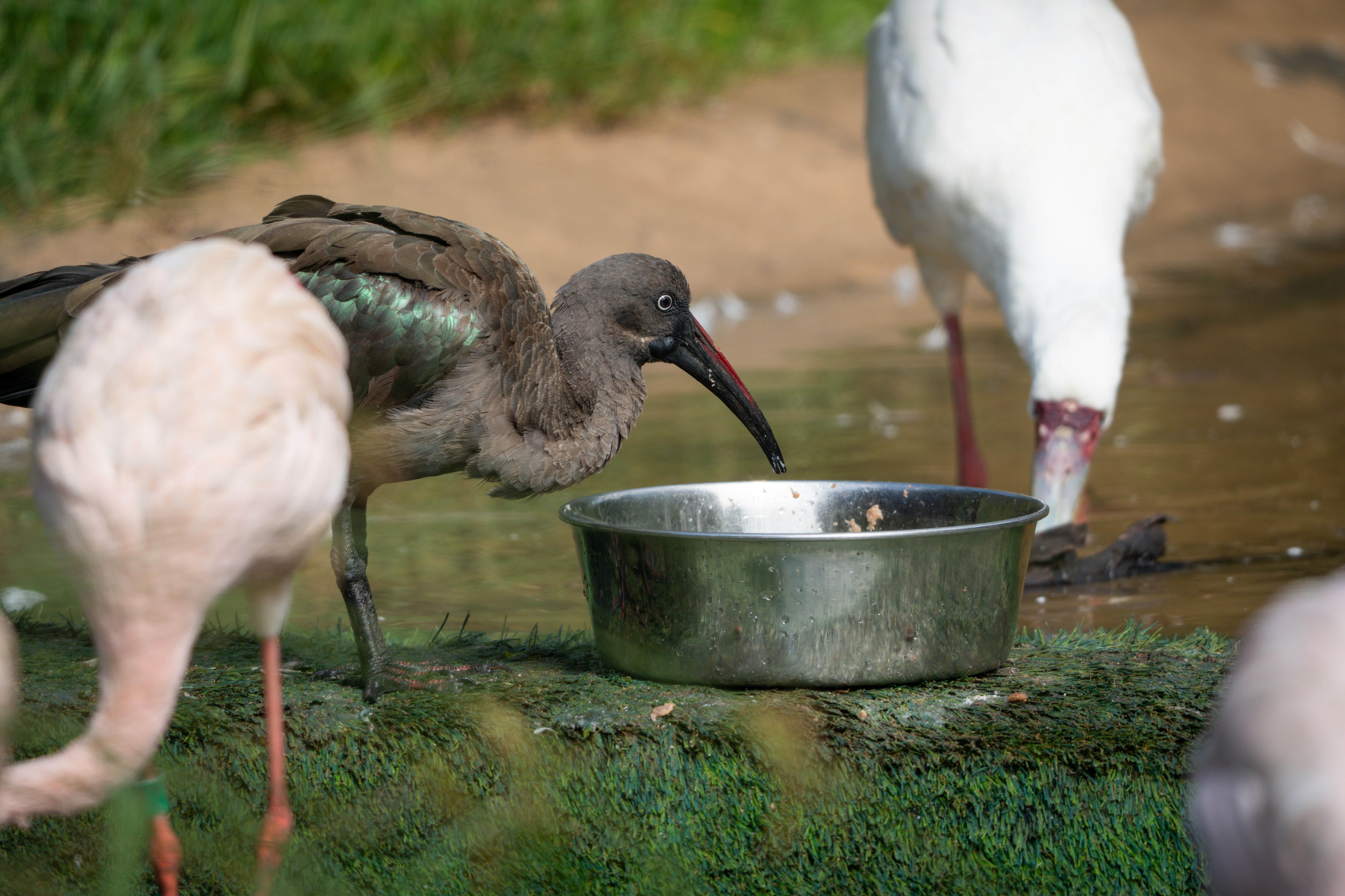 Hunting at the Bowl: A Hummingbird-like Syringe of Food among Flamingos