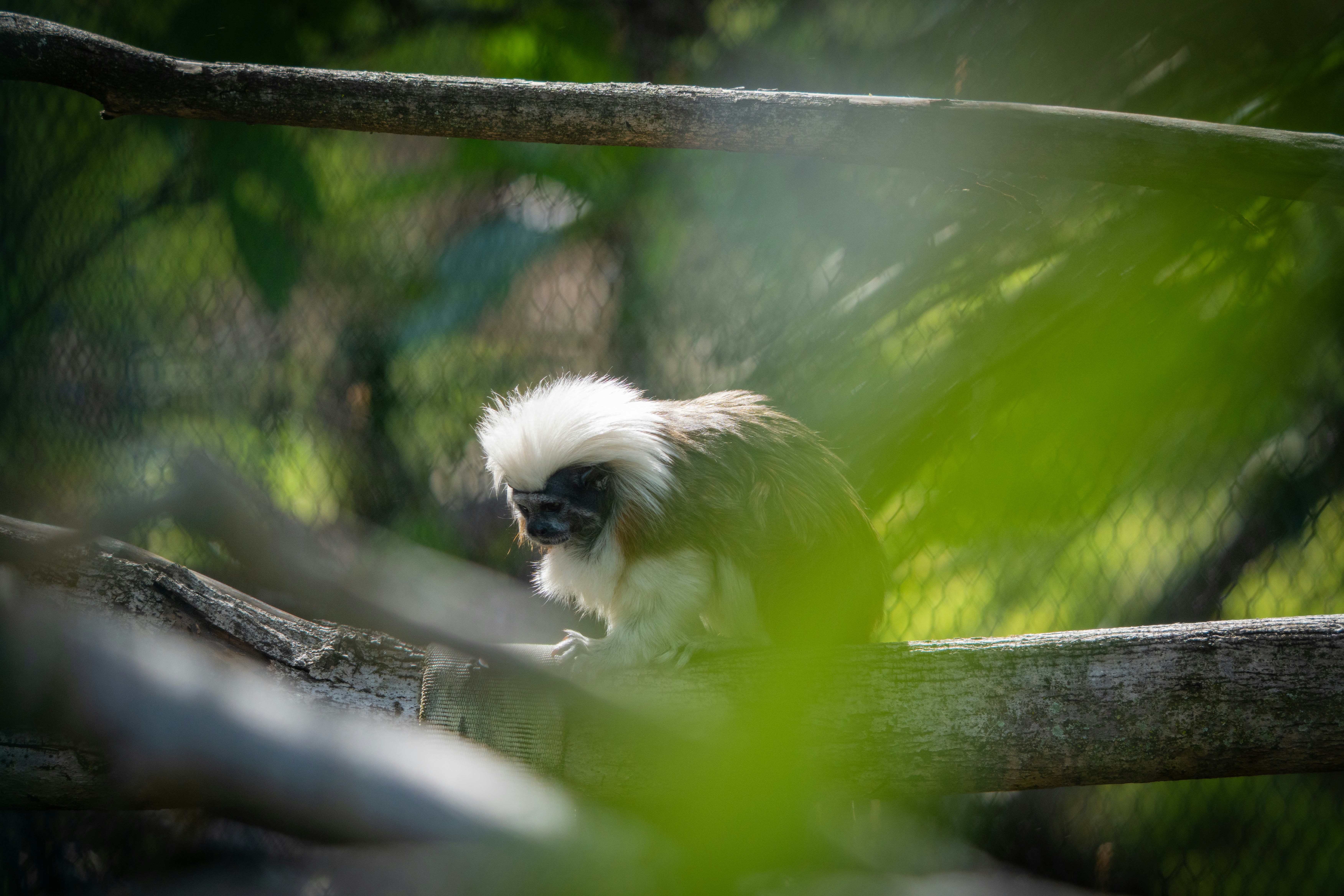 Curious White-Maned Primate Peering Through Green Veil