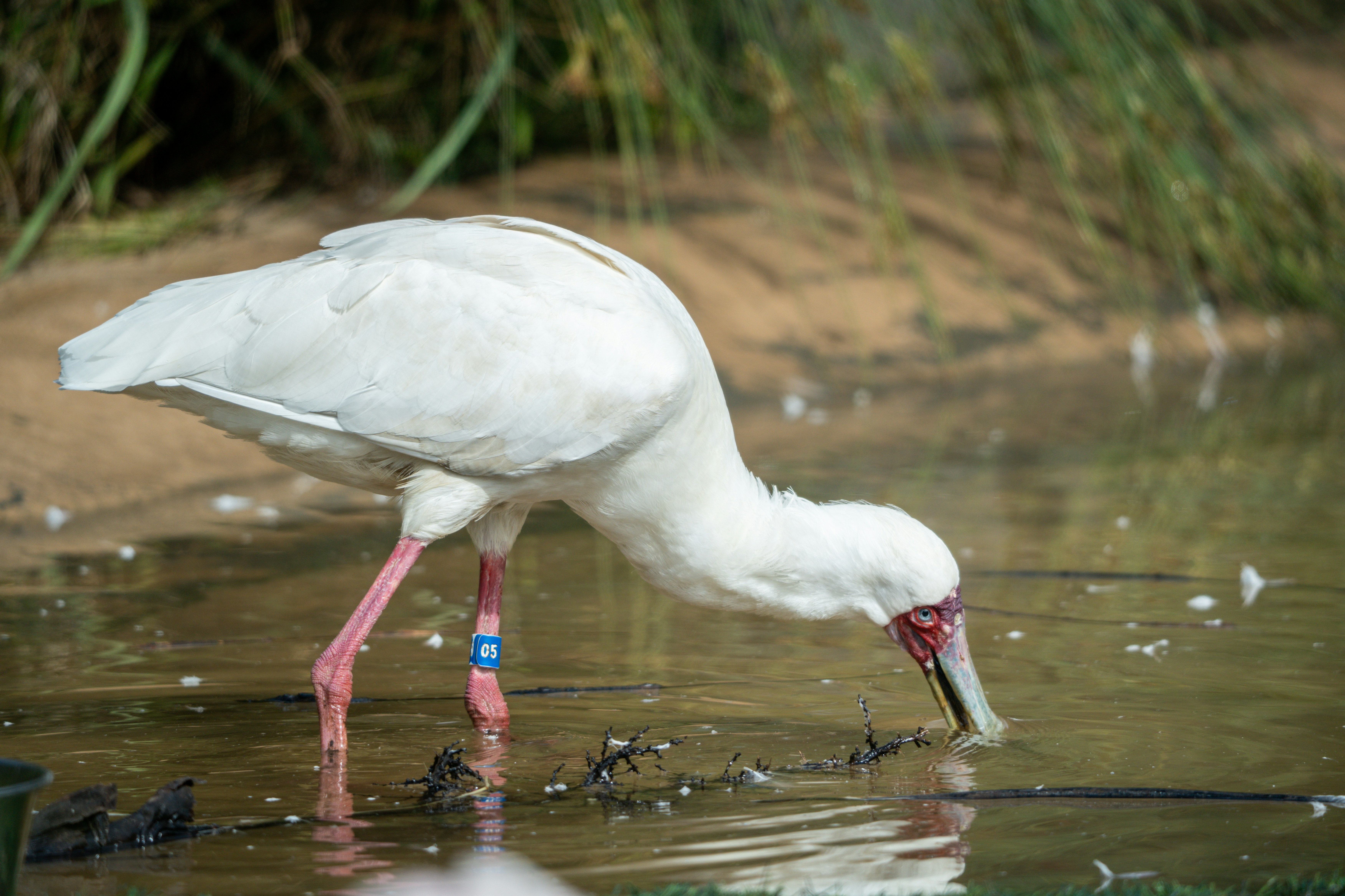 White Ibis Probing the Wet Edge